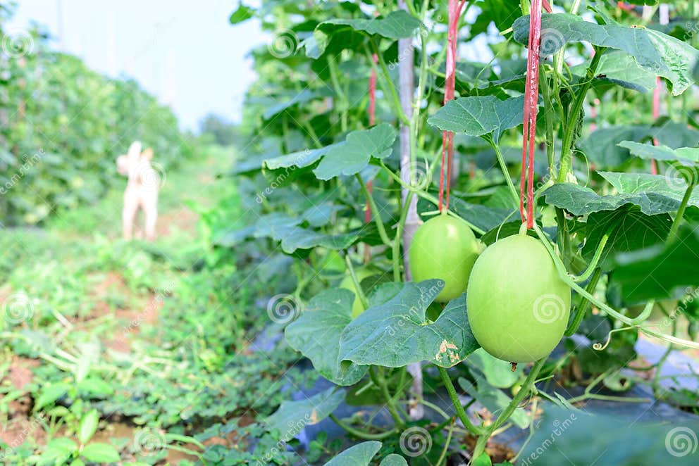 Young Green Melon Hanging on Tree in Field Stock Photo - Image of ...