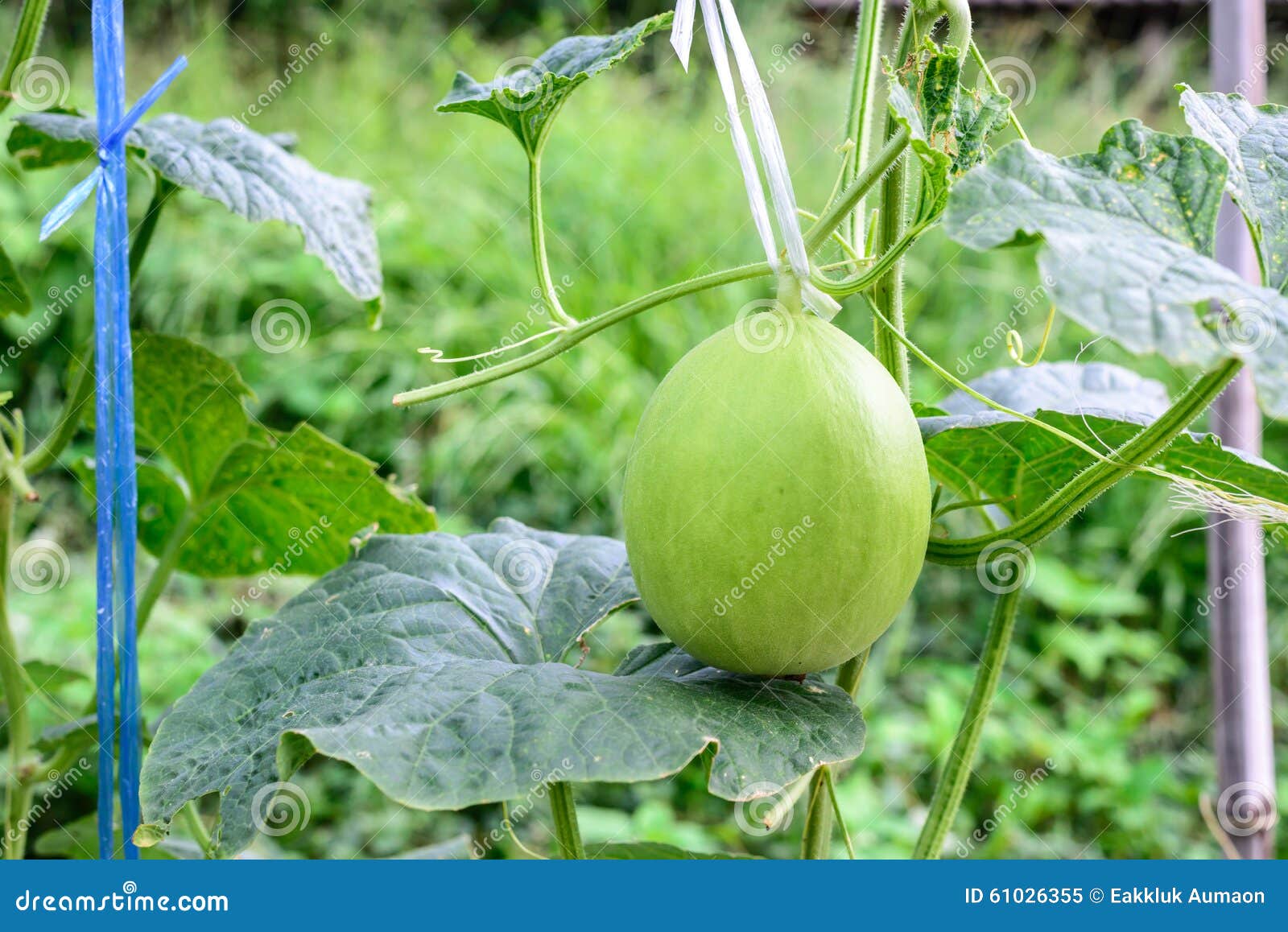 Young Green Melon Hanging on Tree in Field Stock Image - Image of fruit ...