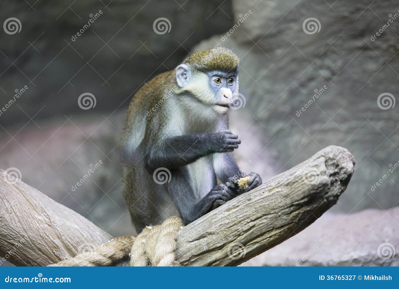 Young green monkey stock image. Image of green, south - 36765327