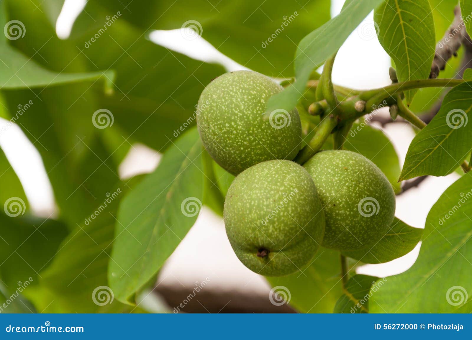 Young Green Nuts on the Tree with Leaves Stock Photo - Image of ...