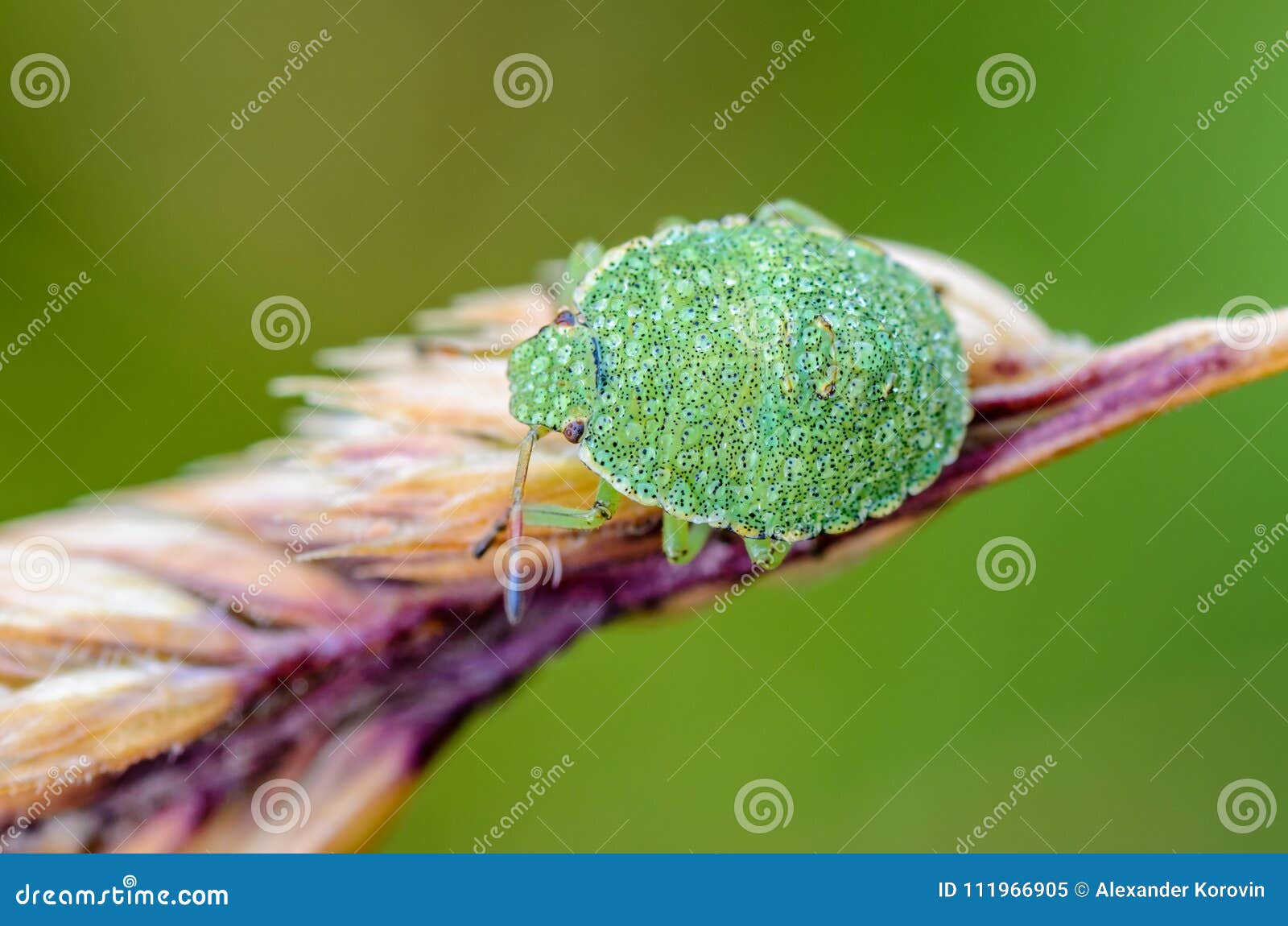 Green Nymph Bug with Black Dots on a Shell Sits on a Leaf of Grass ...