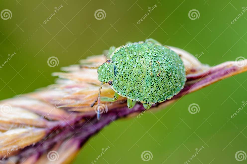 Green Nymph Bug with Black Dots on a Shell Sits on a Leaf of Grass ...