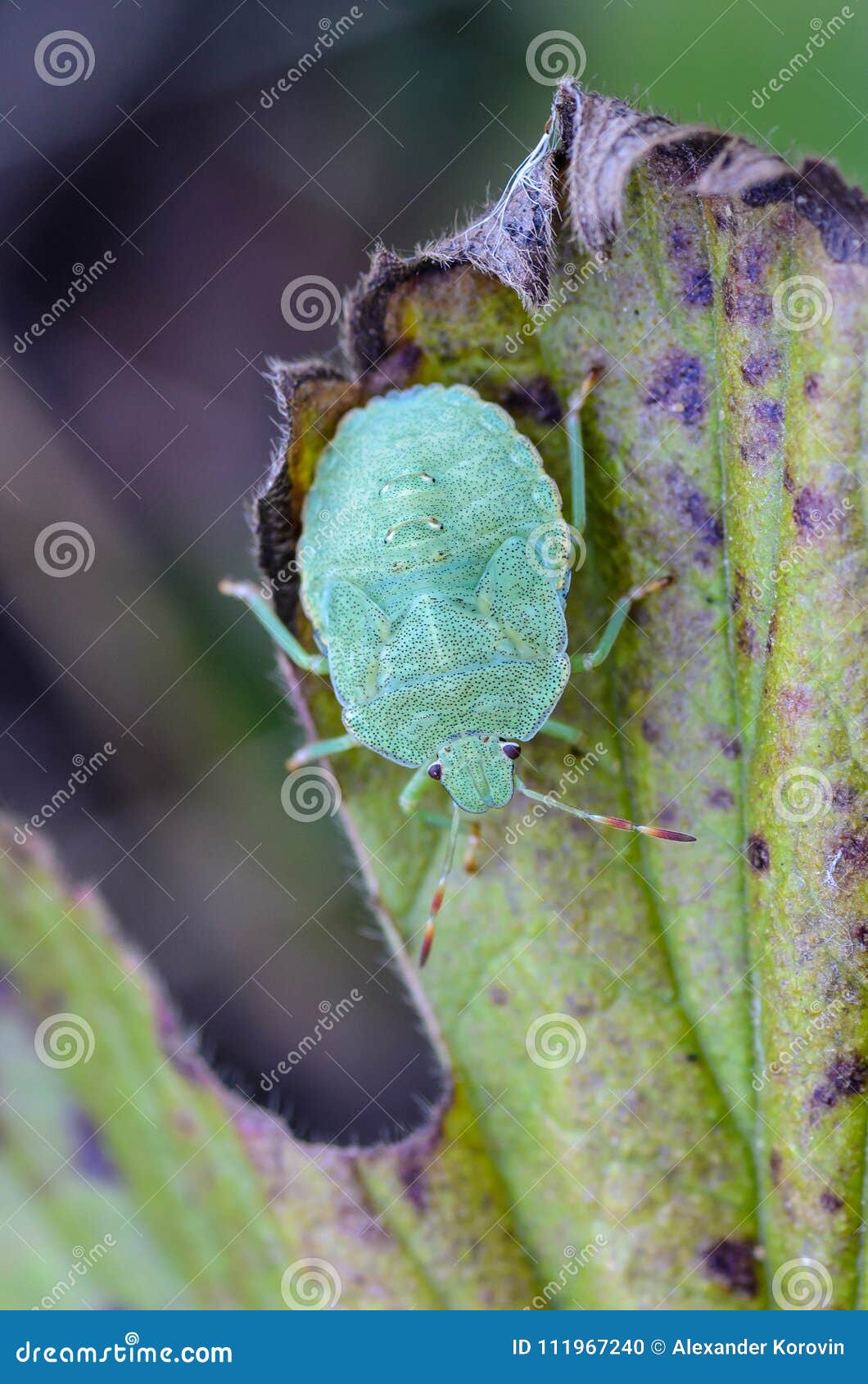 Green Nymph Bug with Black Dots on a Shell Sits on a Leaf of Grass ...