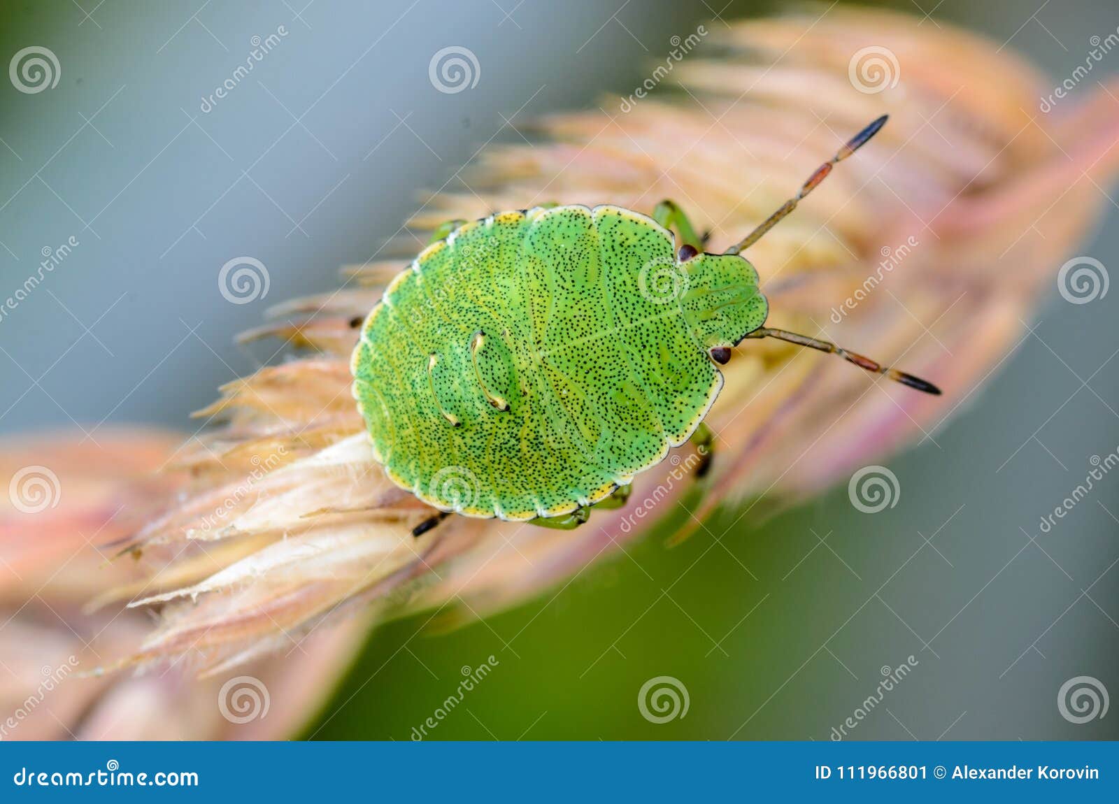 Green Nymph Bug with Black Dots on a Shell Sits on a Leaf of Grass ...