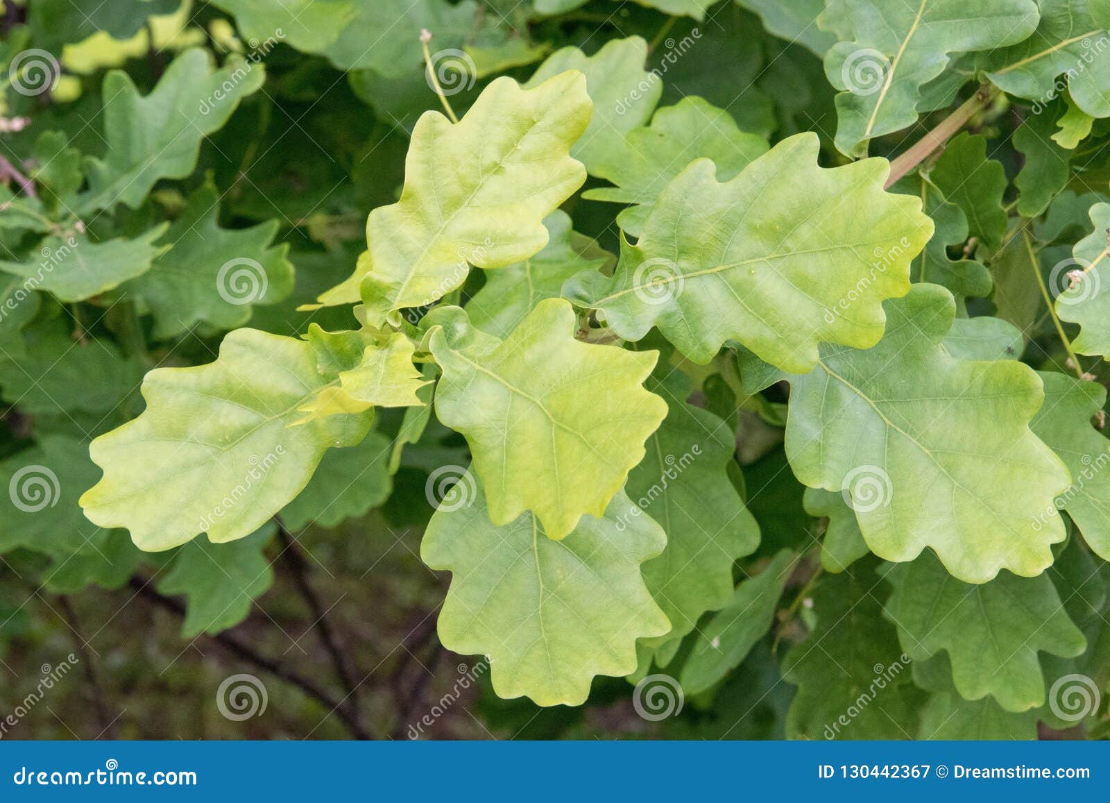 Oak leave stock image. Image of grass, outdoors, nature - 130442367