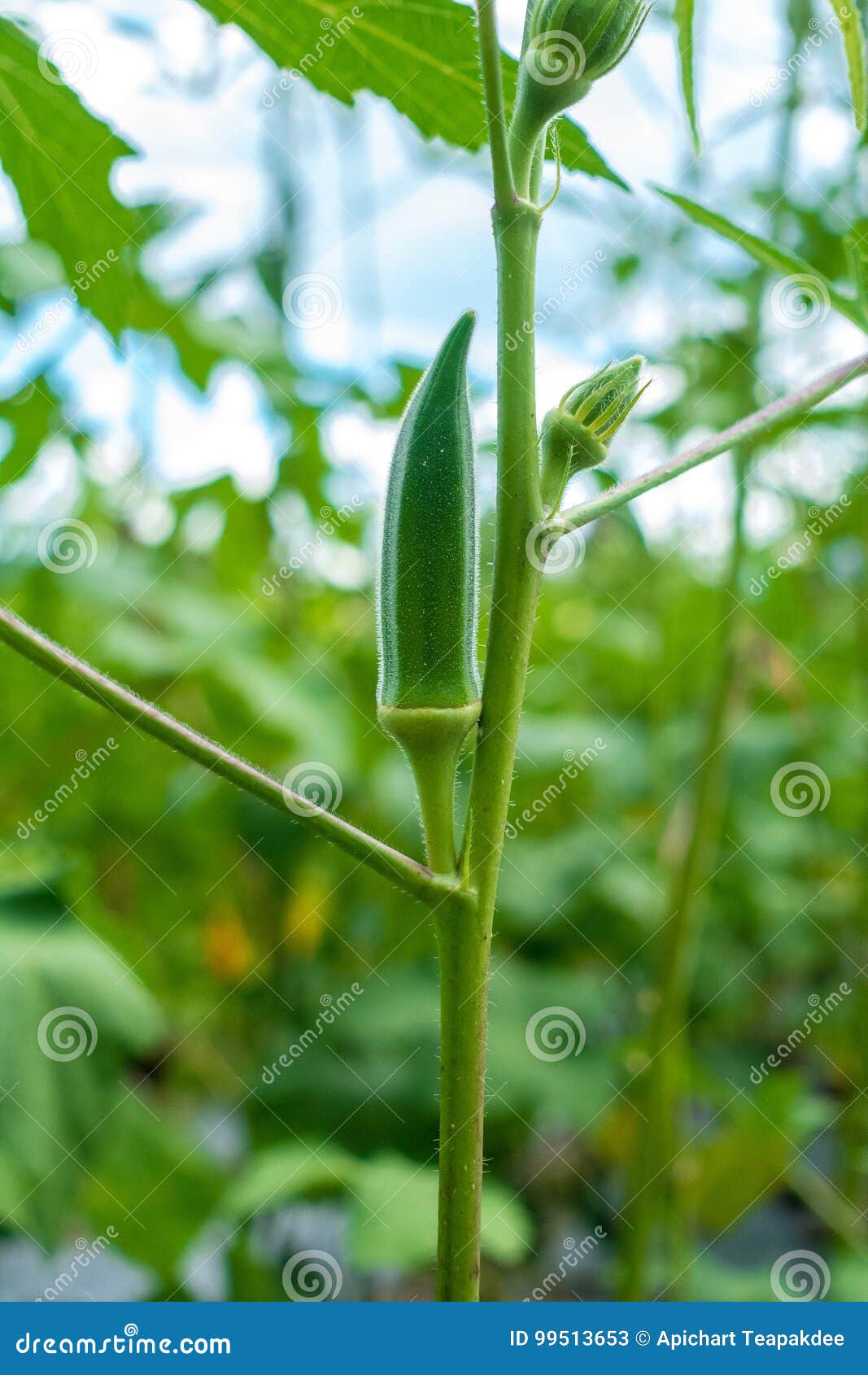 Young green okra stock image. Image of green, agriculture - 99513653