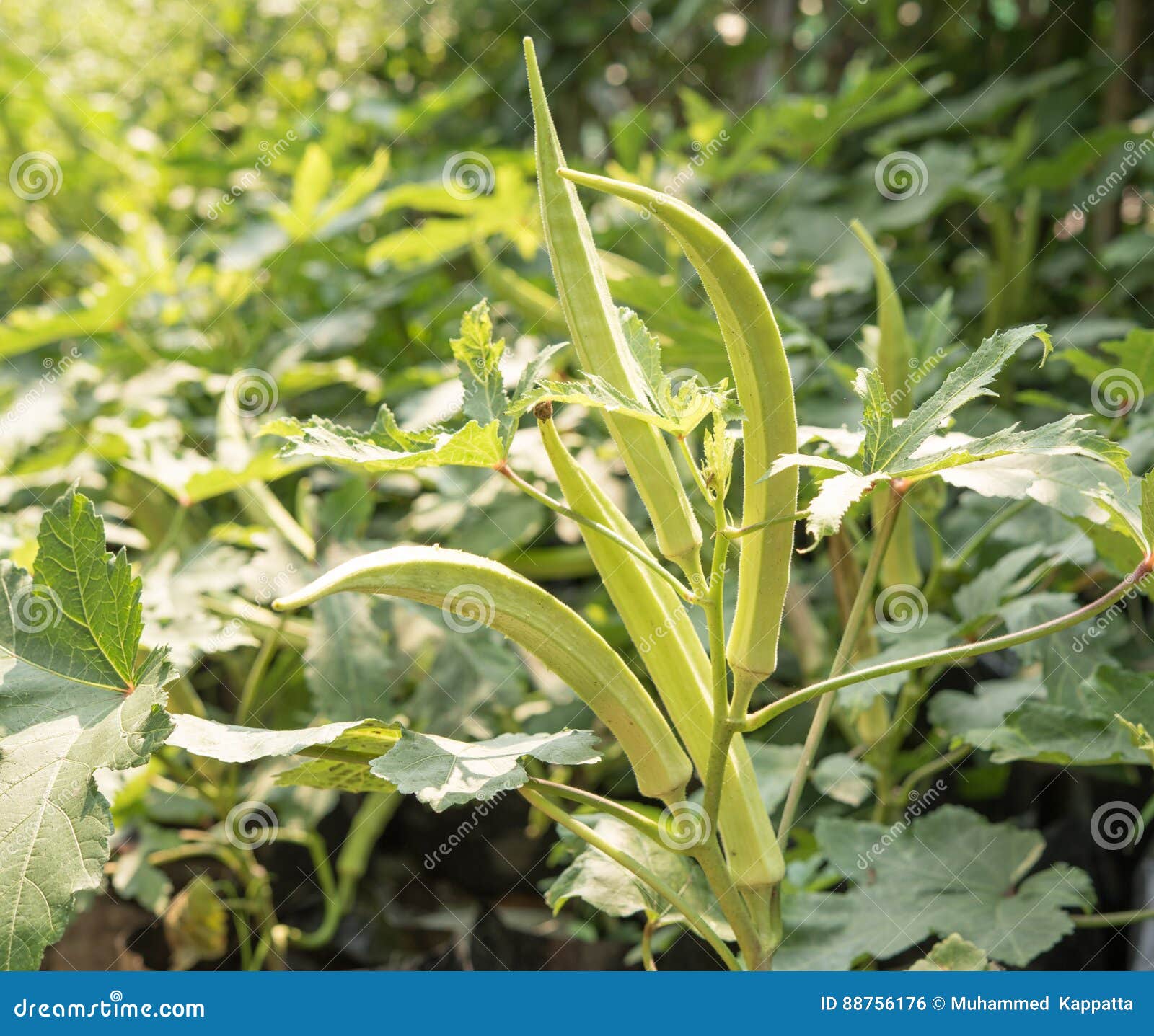 Young Green Okra on Tree in Vegetable Garden Stock Photo - Image of ...