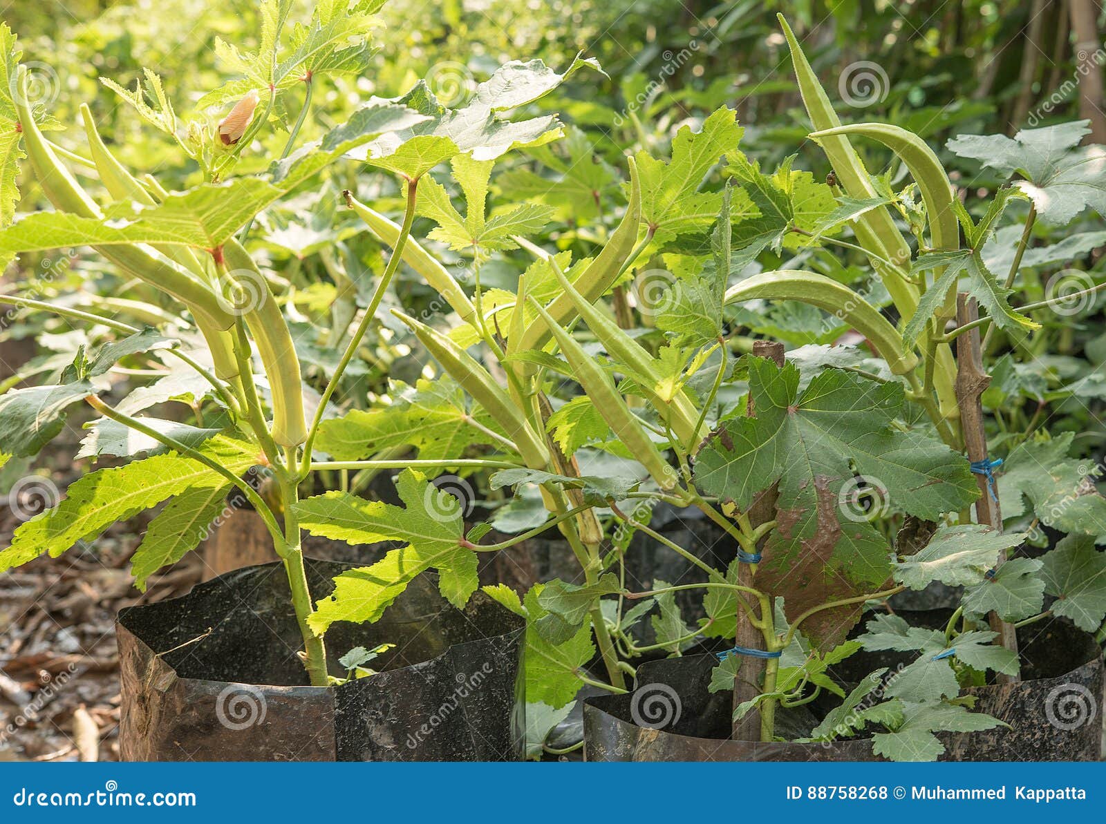 Young Green Okra on Tree in Vegetable Garden Stock Photo - Image of ...