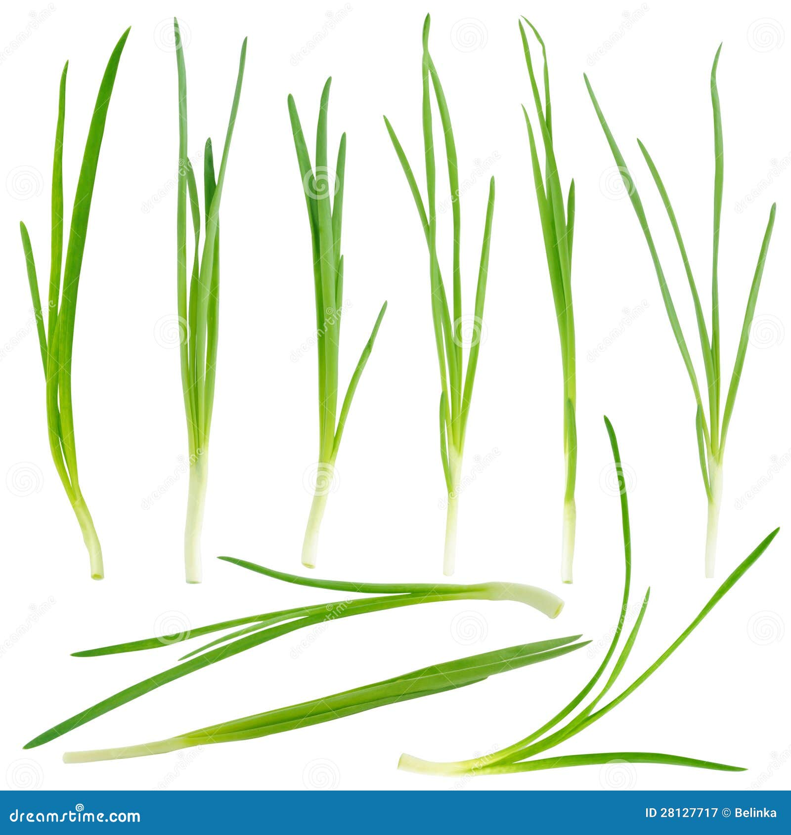 Young green onion set stock image. Image of herbal, chives - 28127717