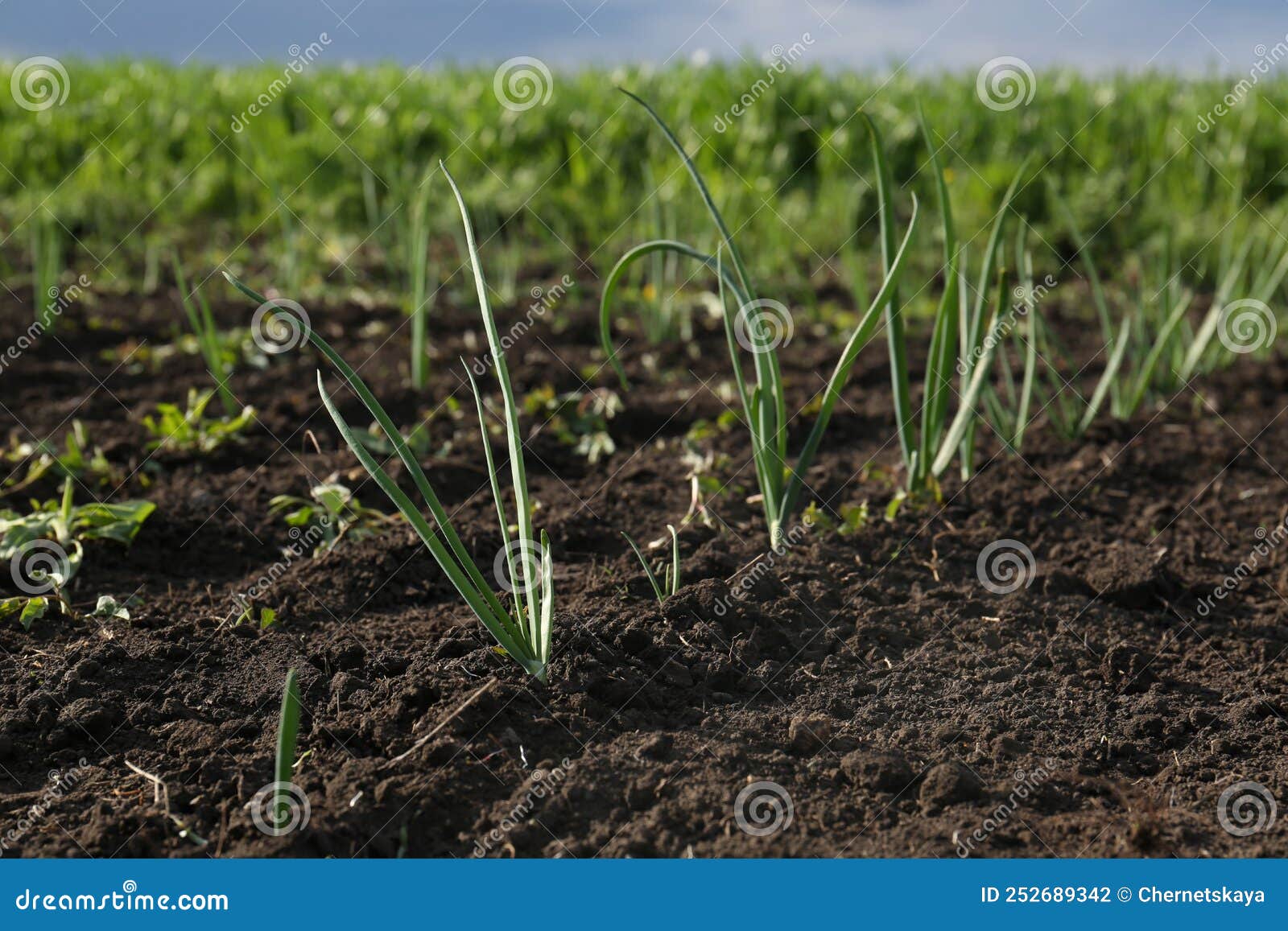 Young Green Onion Sprouts Growing in Field Stock Photo - Image of ...