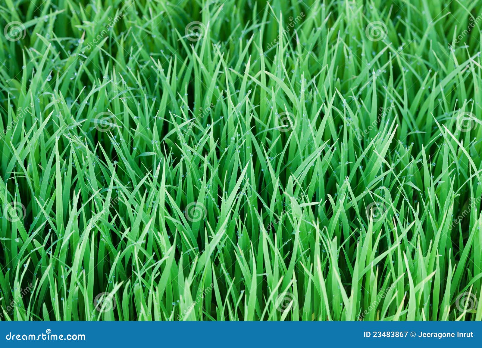 Young green paddy plant stock image. Image of rice, color - 23483867