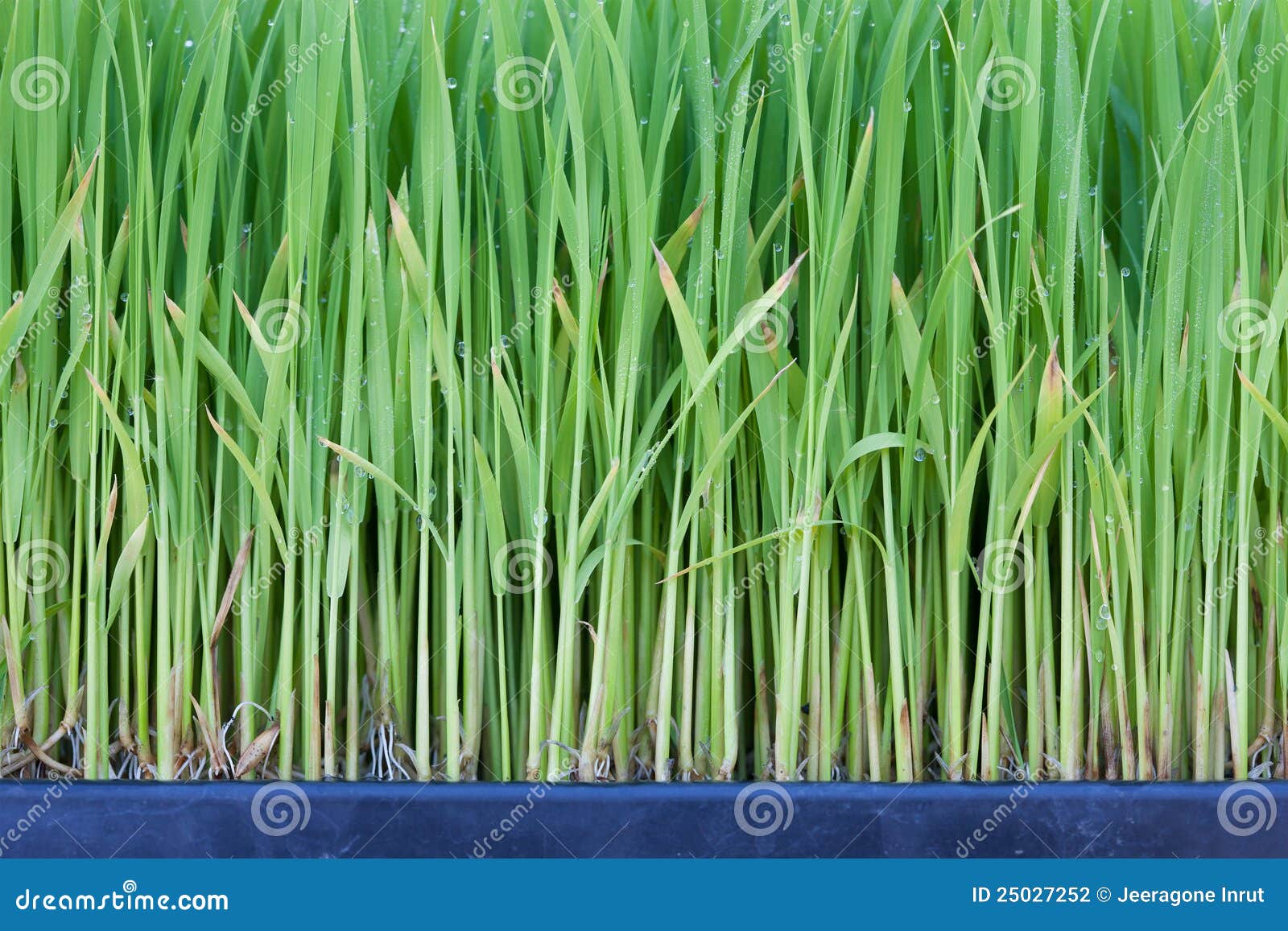 Young green paddy plant stock photo. Image of green, park - 25027252