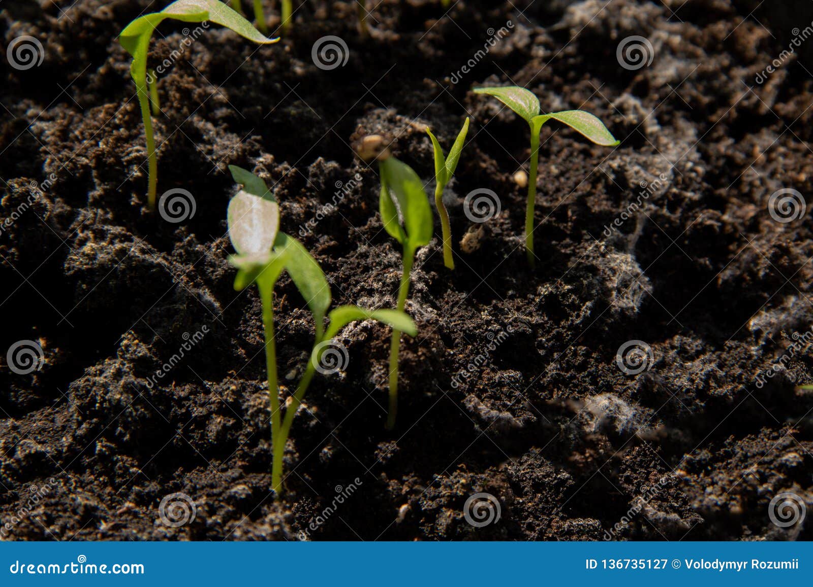 A Young Green Paper Seedlings Sprouts is Growing-up from the Ground ...