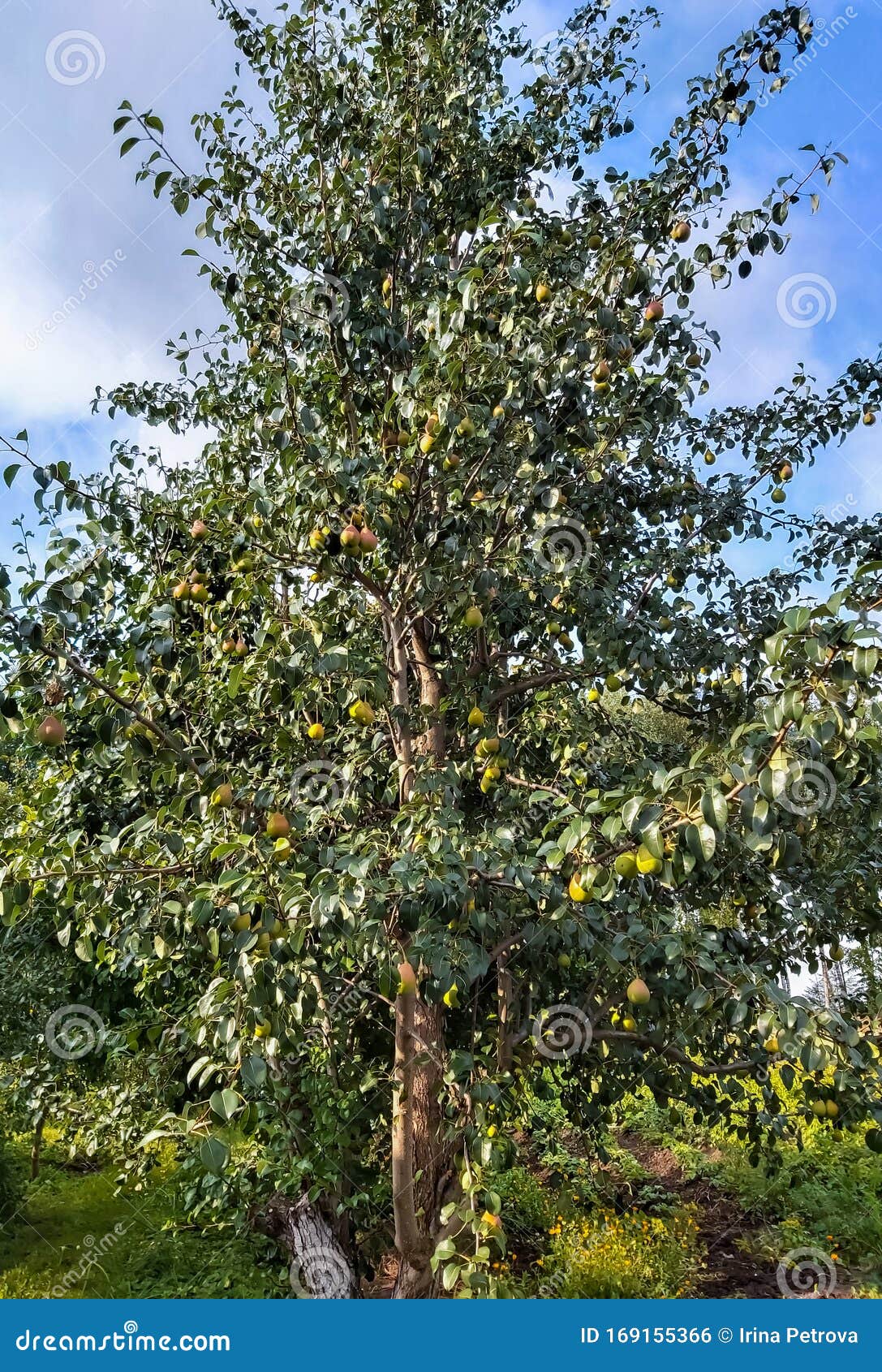 Young Green Pear Tree with Fruit in a Sunny Garden Stock Photo - Image ...