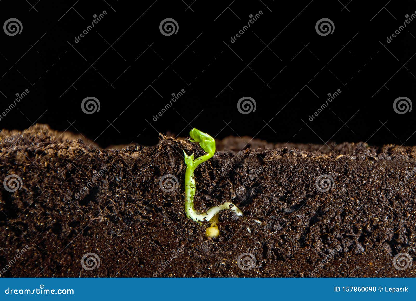 Small Beanstalk Stock Photos - Free & Royalty-Free Stock Photos from ...