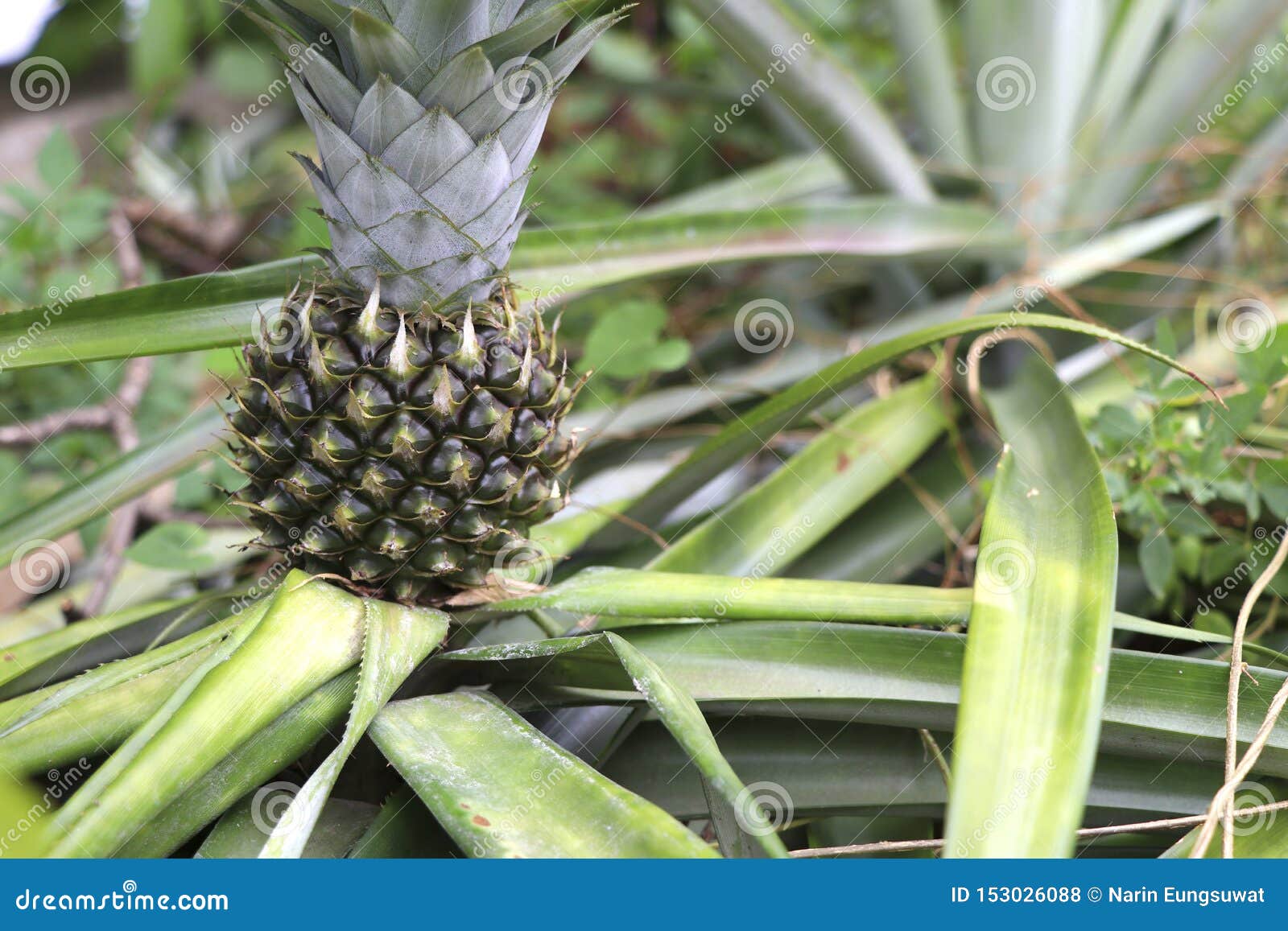 Young Green Pineapple on the Pineapple Tree. Stock Photo - Image of ...