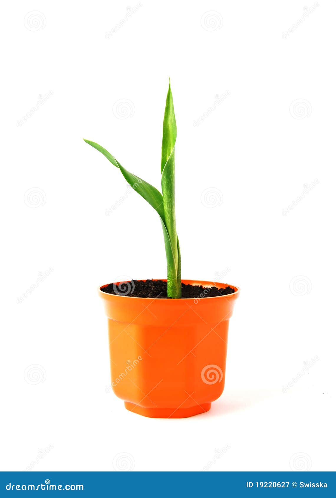 Young Green Plant in Orange Pot Stock Image - Image of concepts ...