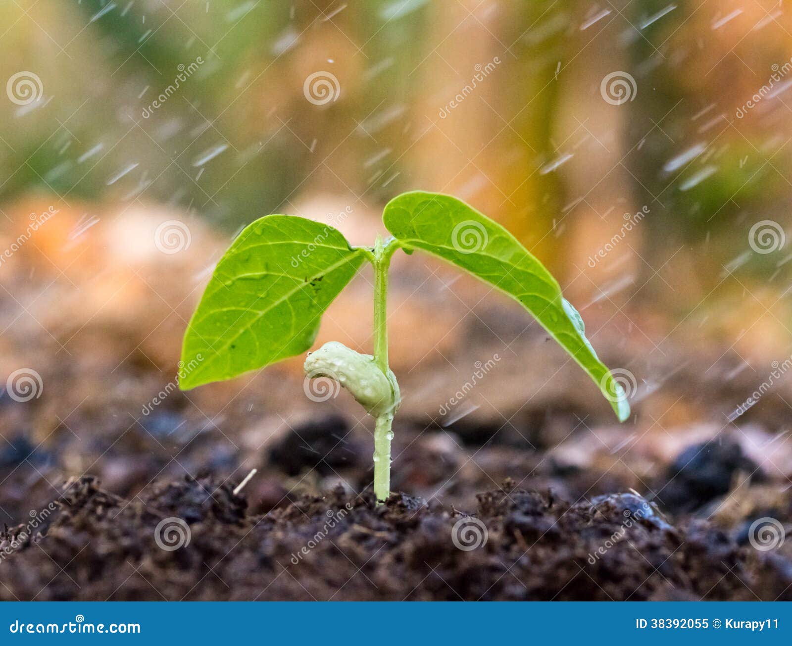 A Young Green Plant with Rain Stock Image - Image of germinated, life ...
