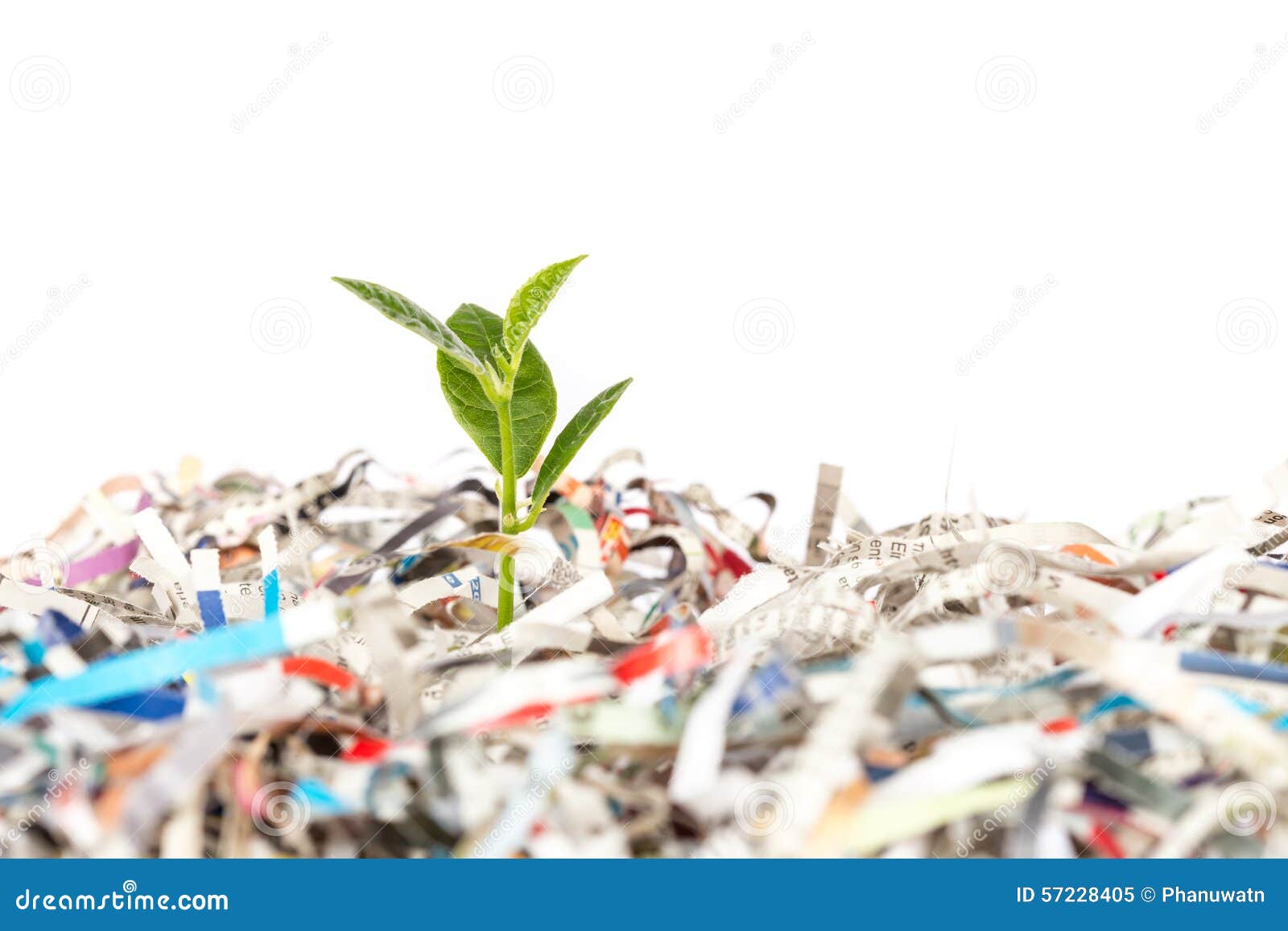 Young Green Plant in Stack of Scrap Paper Stock Image - Image of branch ...