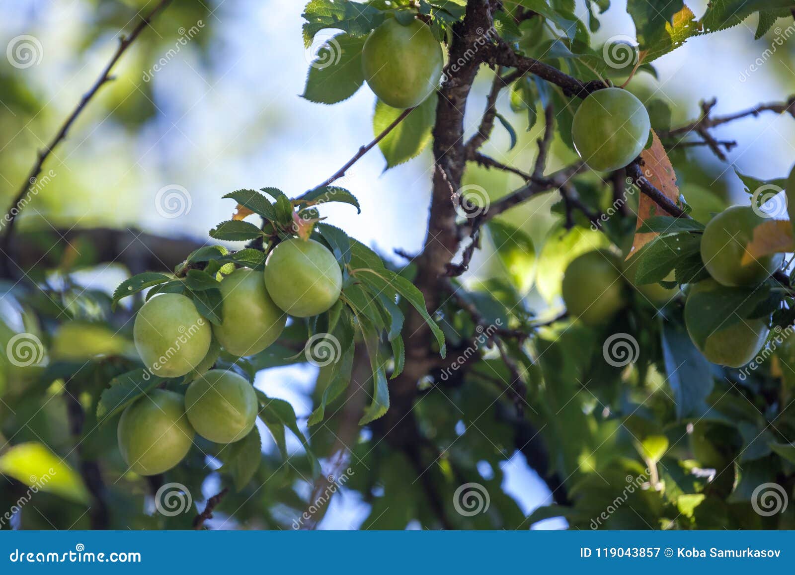 Young Green Plum Fruit on a Tree, Fruit Stock Image - Image of green, season: 119043857
