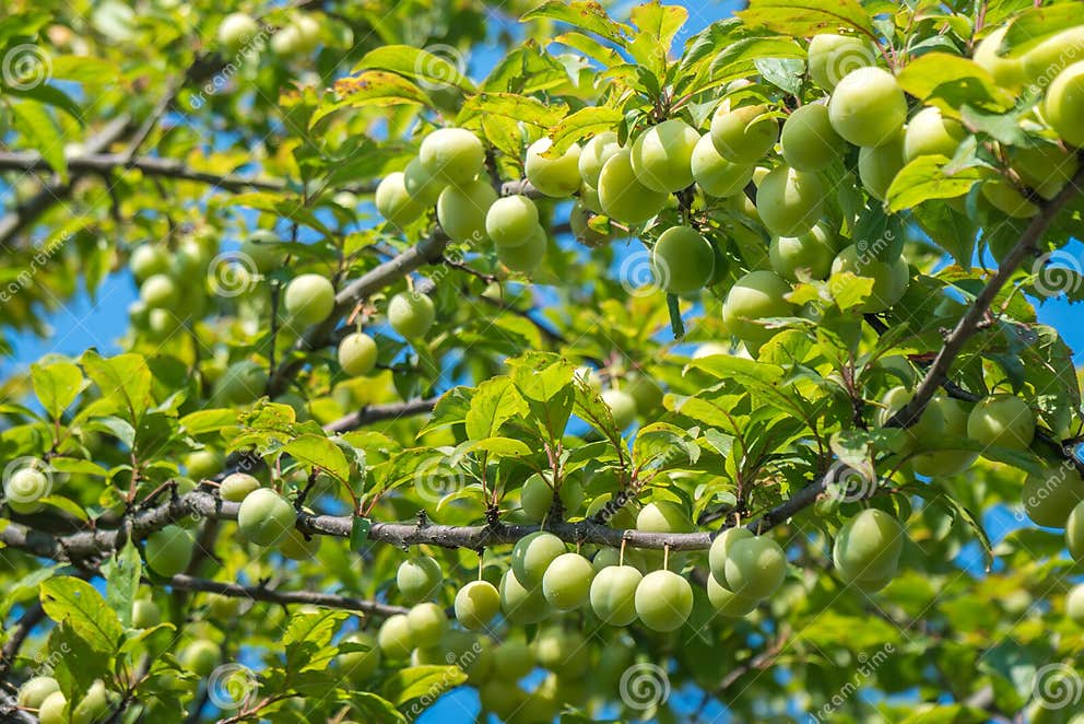Young Green Plum Fruit on a Tree, Fruit Stock Image - Image of health ...