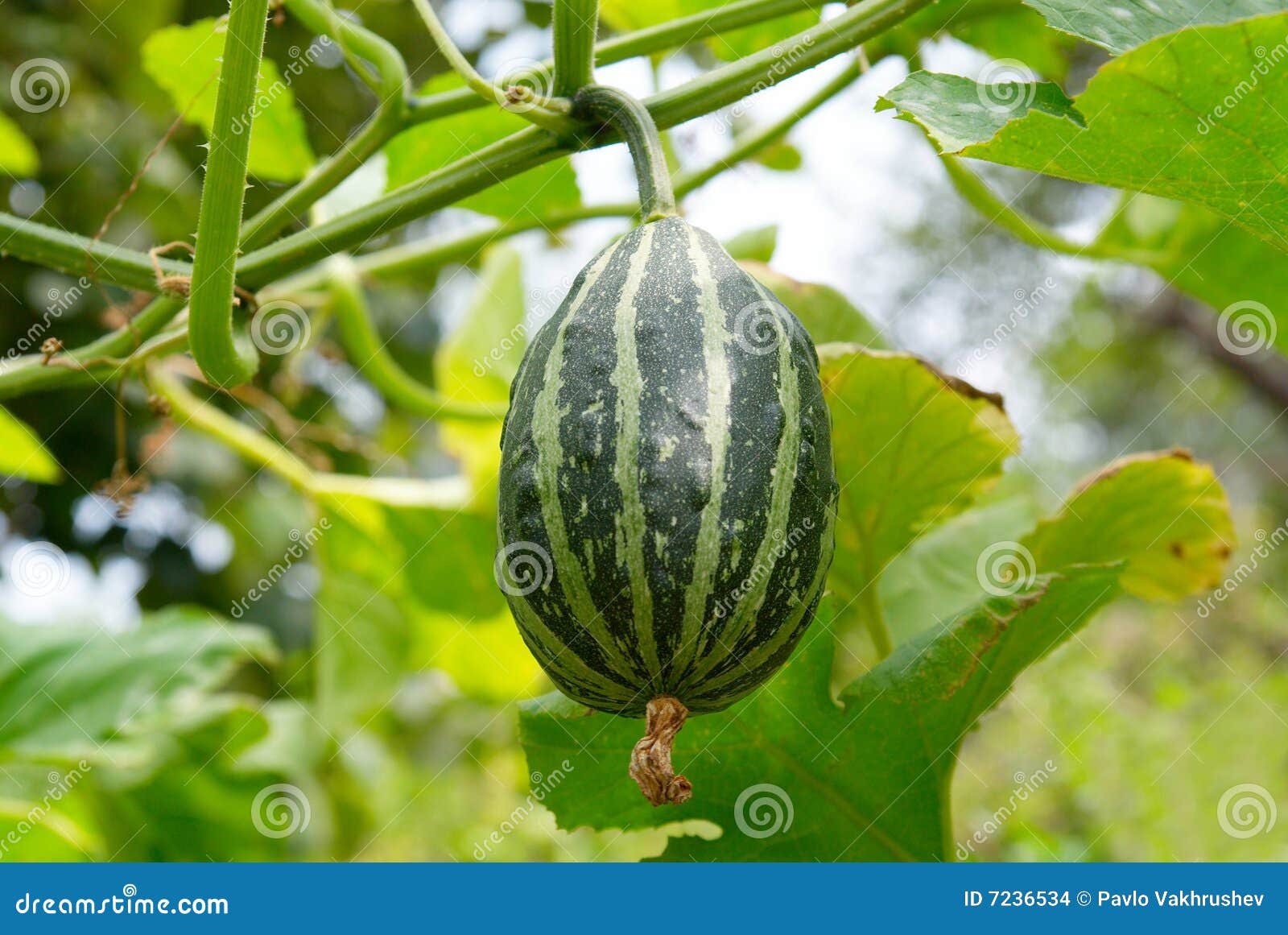 Young green pumpkin. stock photo. Image of nature, decoration - 7236534