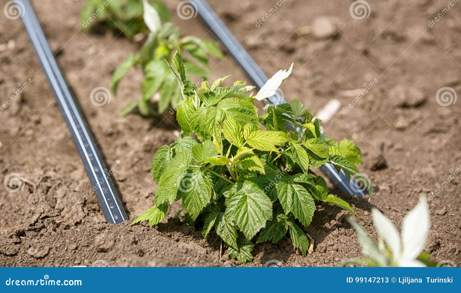 Young Green Raspberries in the Spring Stock Image - Image of raspberry ...