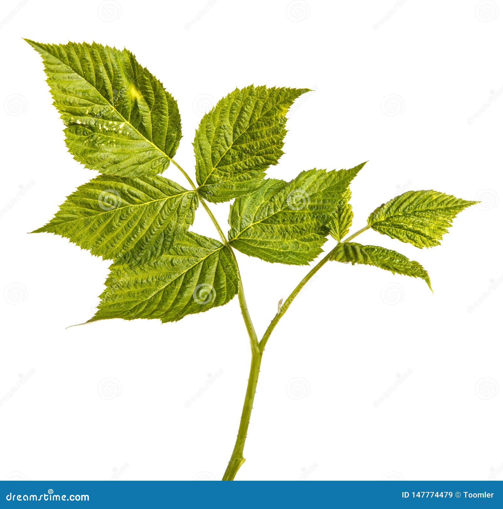 Young Green Raspberry Sprout with Green Leaves. Isolated on White Stock ...