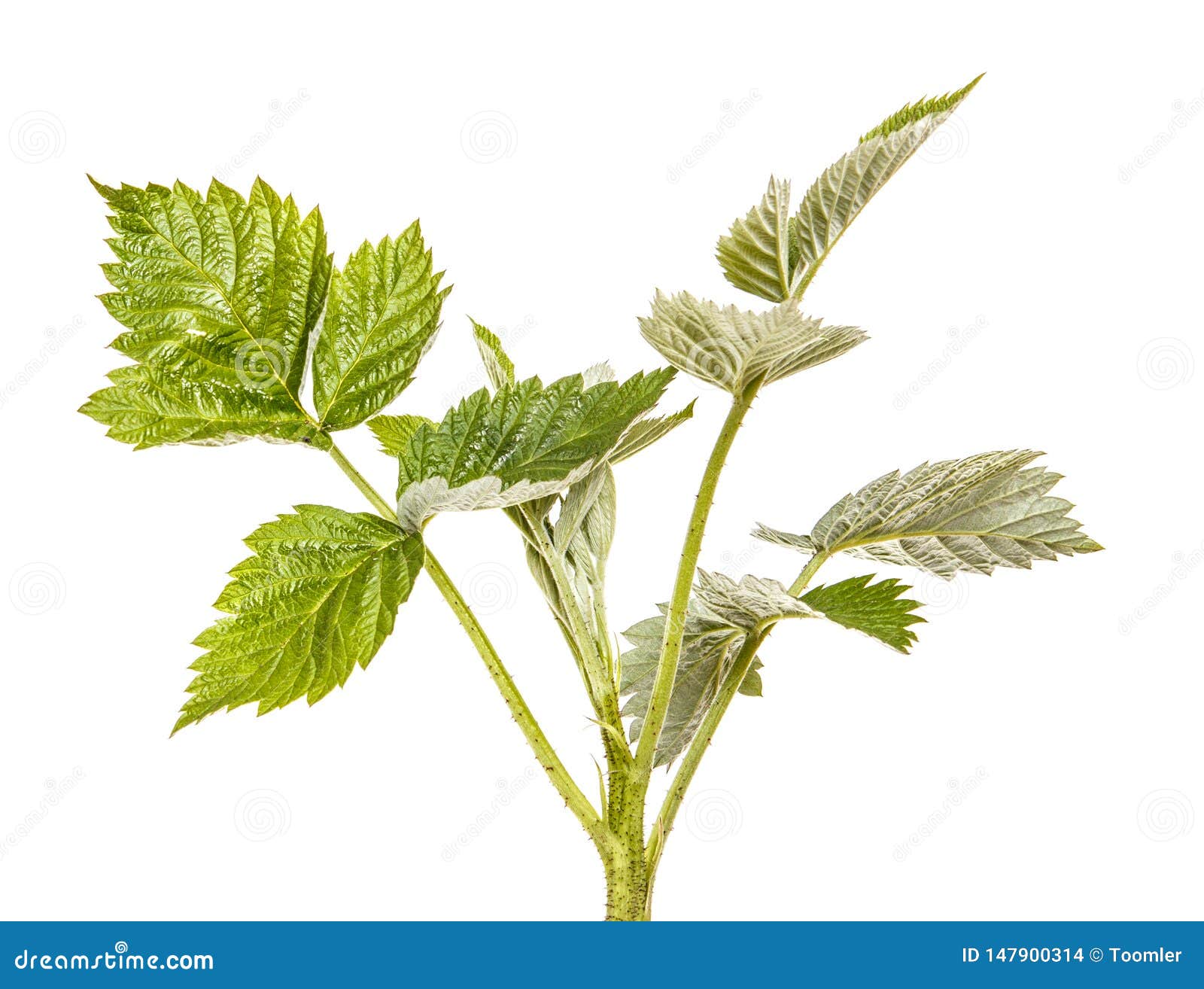 Young Green Raspberry Sprout with Green Leaves. Isolated on White Stock ...