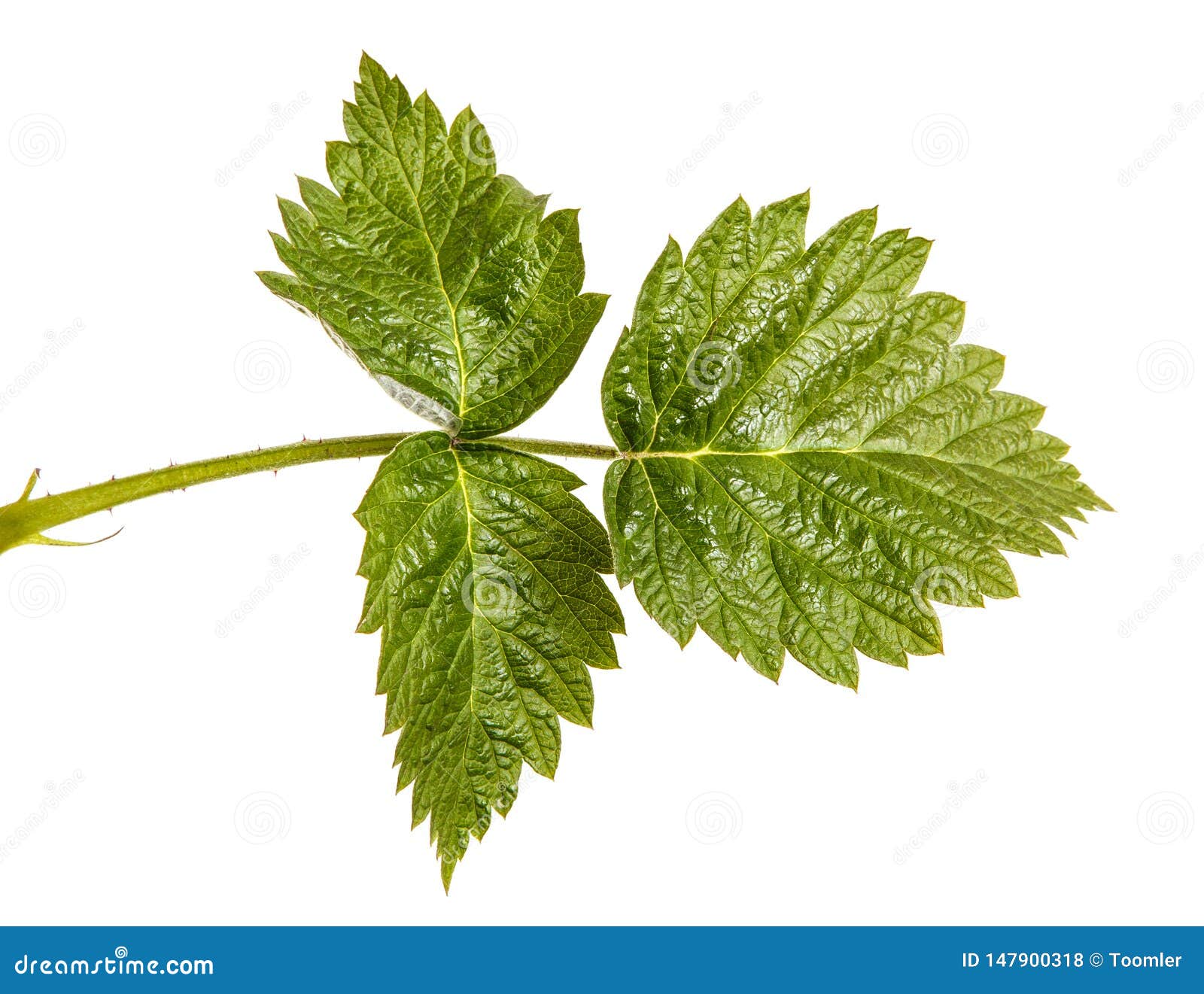 Young Green Raspberry Sprout with Green Leaves. Isolated on White Stock ...