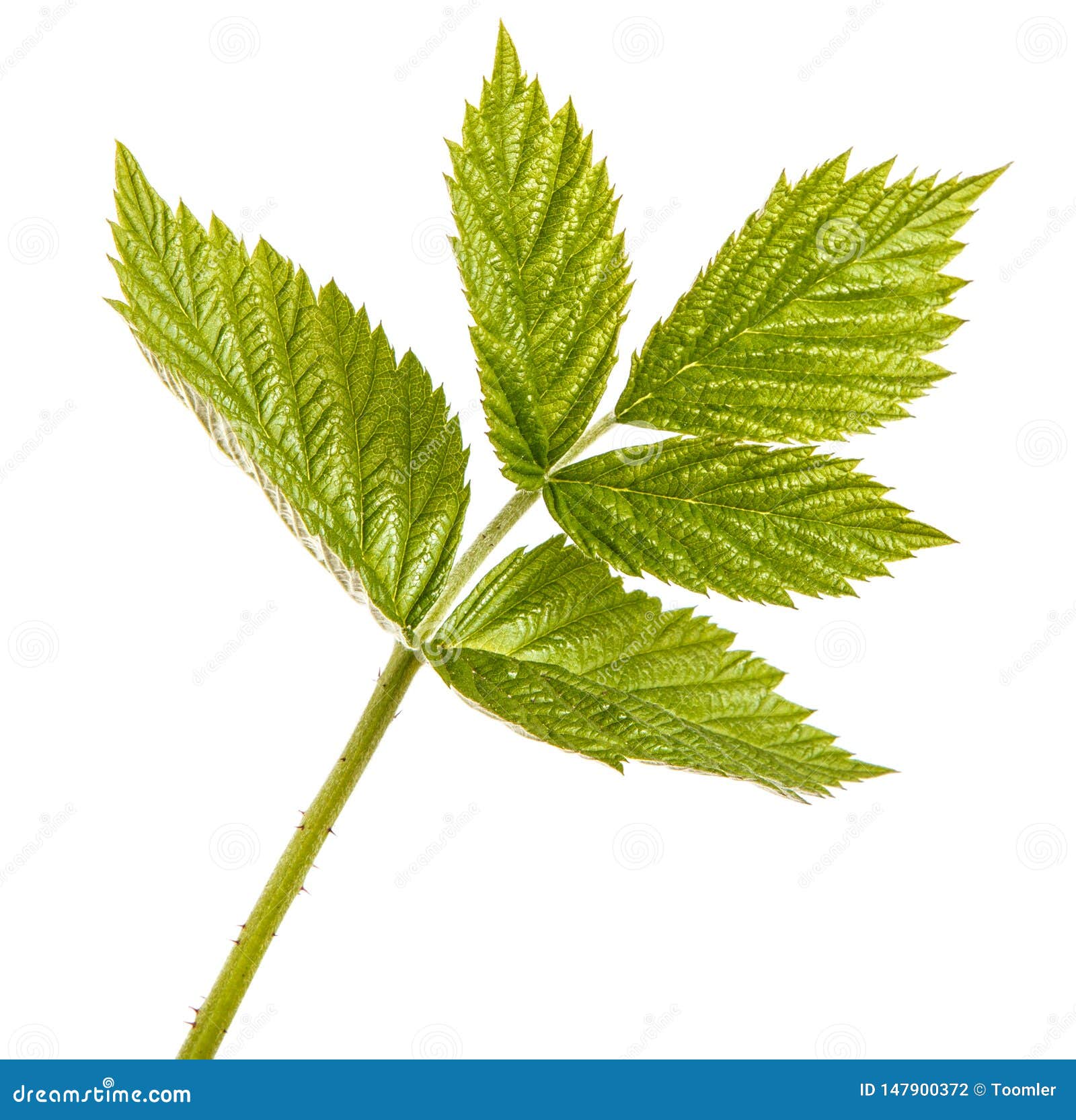 Young Green Raspberry Sprout with Green Leaves. Isolated on White Stock ...