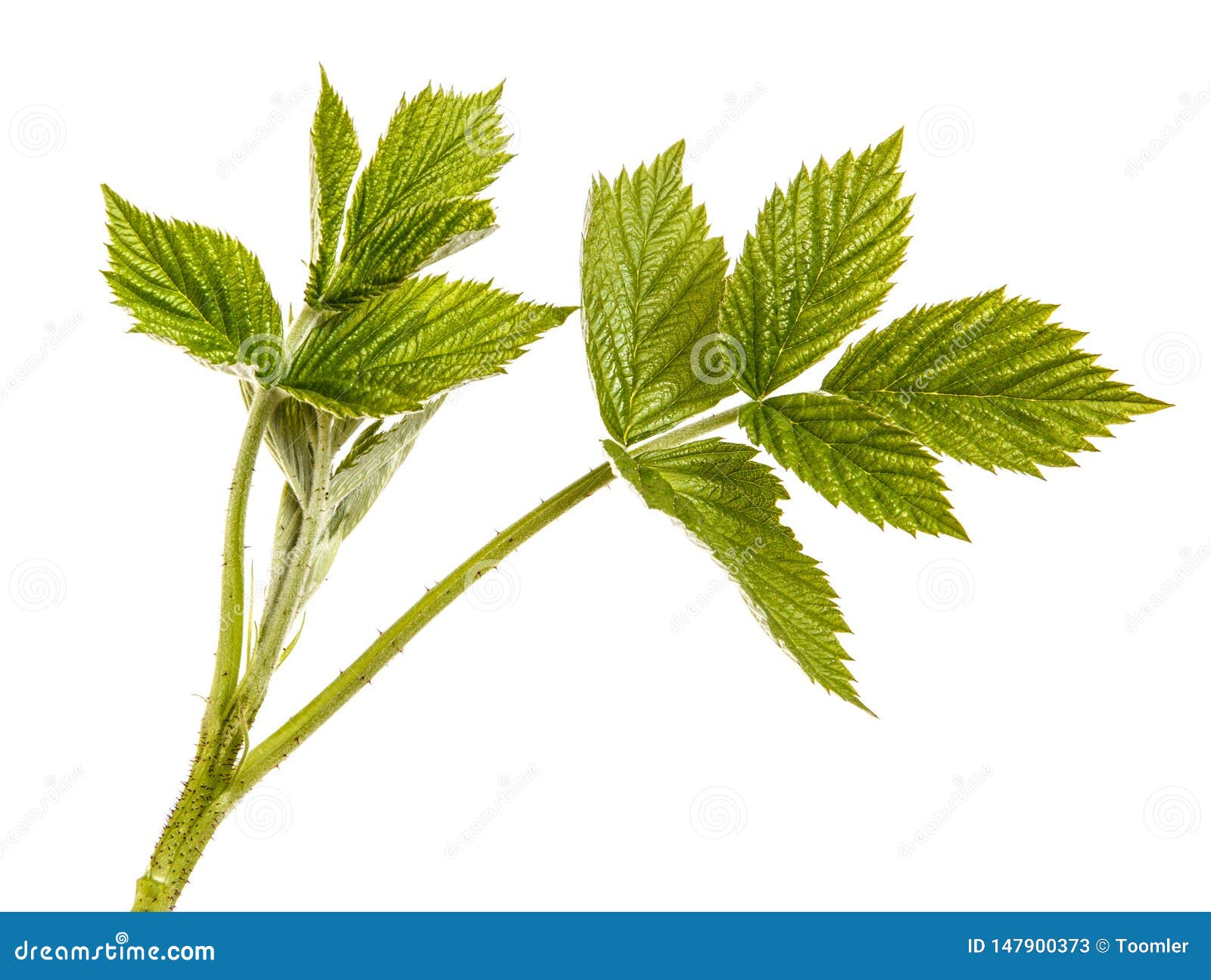 Young Green Raspberry Sprout with Green Leaves. Isolated on White Stock ...