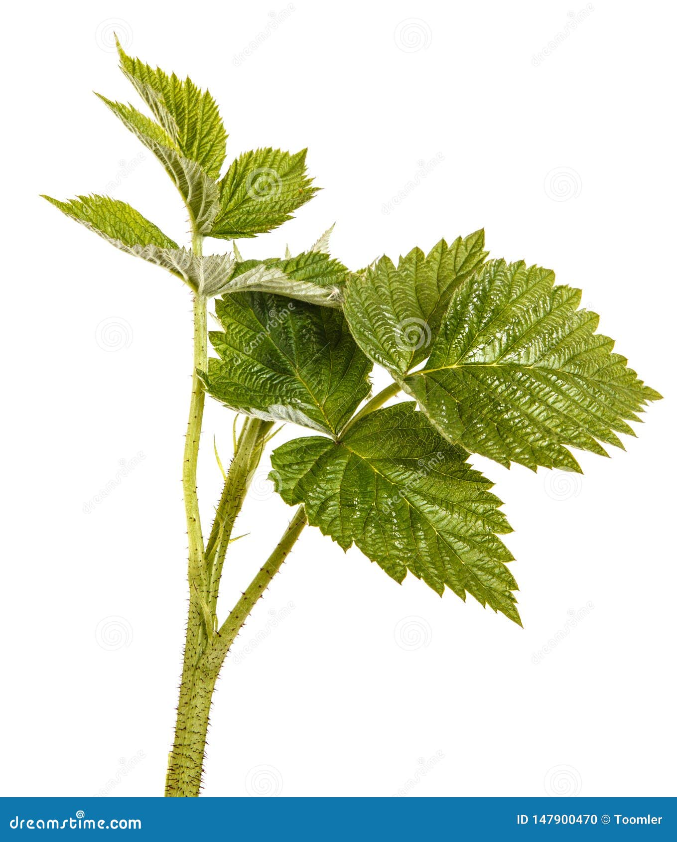 Young Green Raspberry Sprout with Green Leaves. Isolated on White Stock ...