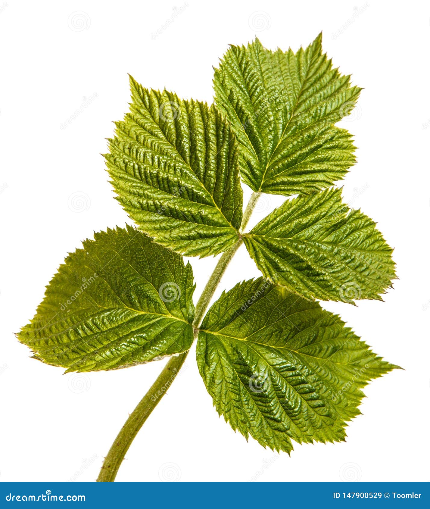 Young Green Raspberry Sprout with Green Leaves. Isolated on White Stock ...