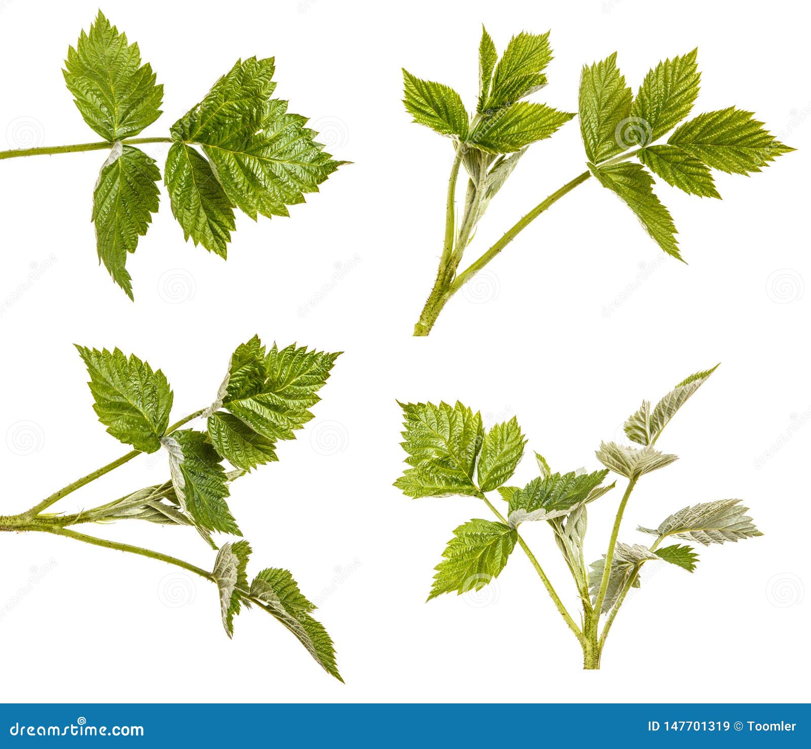 Young Green Raspberry Sprout with Green Leaves. Isolated on White. Set ...