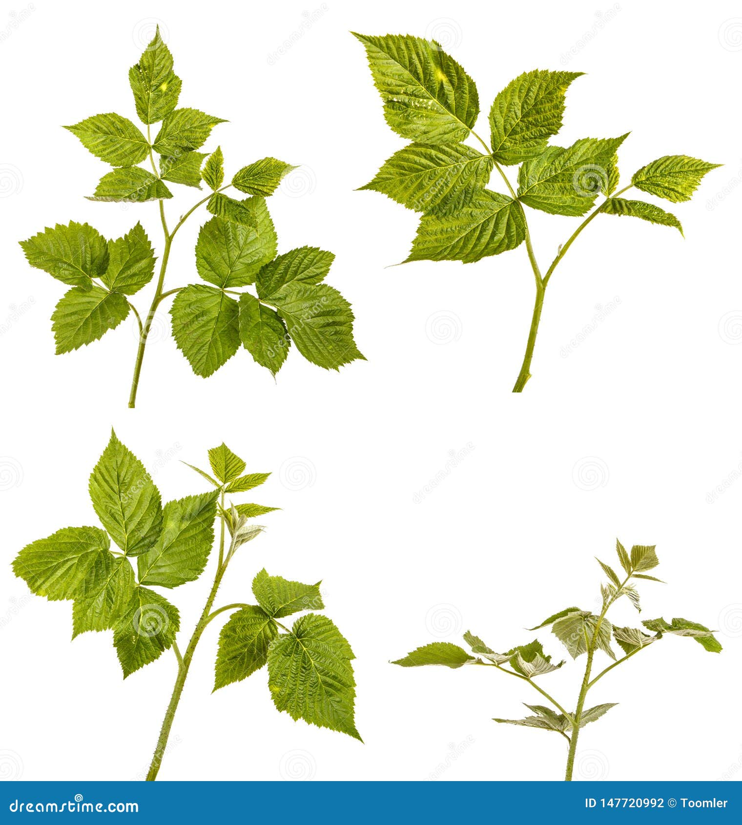 Young Green Raspberry Sprout with Green Leaves. Isolated on White. Set ...