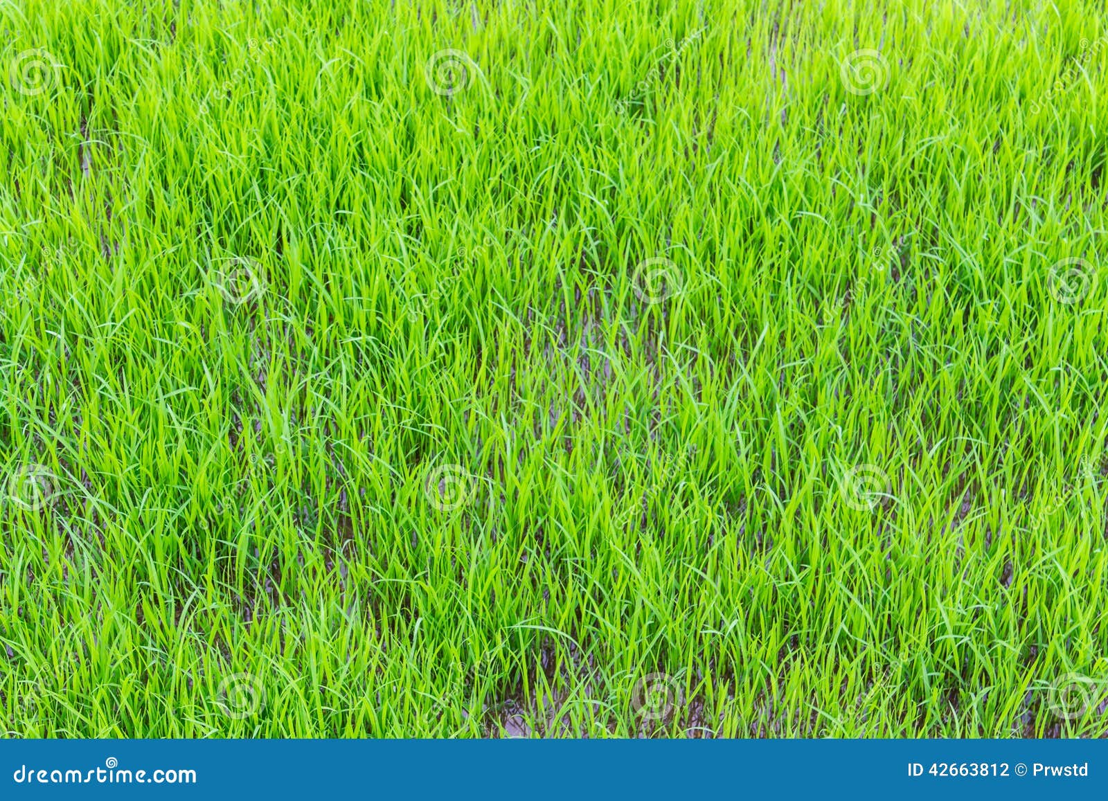 Young Green Rice Field Texture Stock Photo - Image of close, green ...