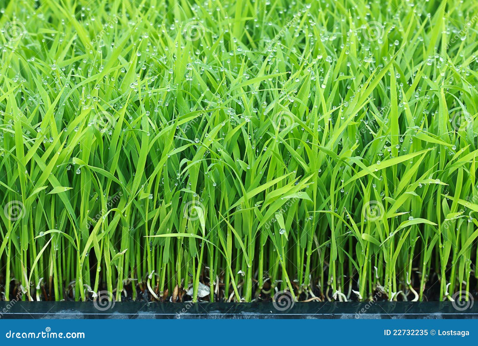 Young Green Rice Paddy Plant Stock Image - Image of lawn, leaf: 22732235