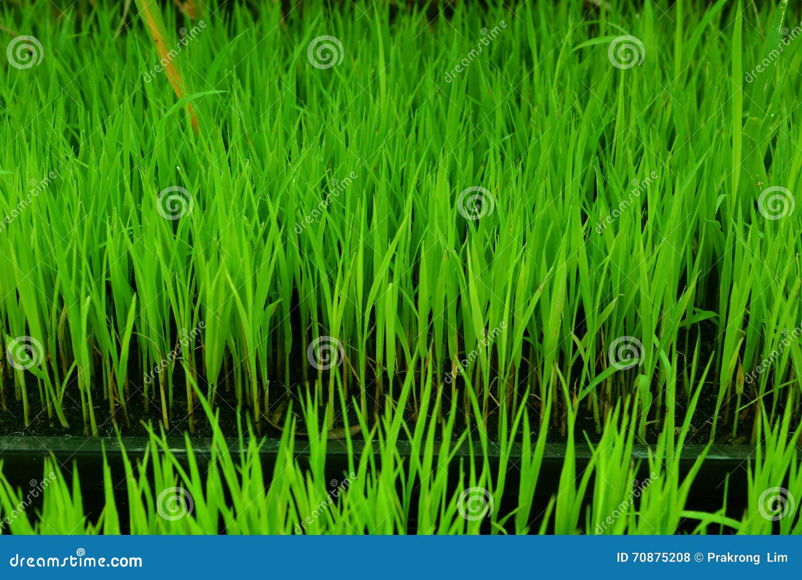 Young green rice plant stock photo. Image of land, fields - 70875208
