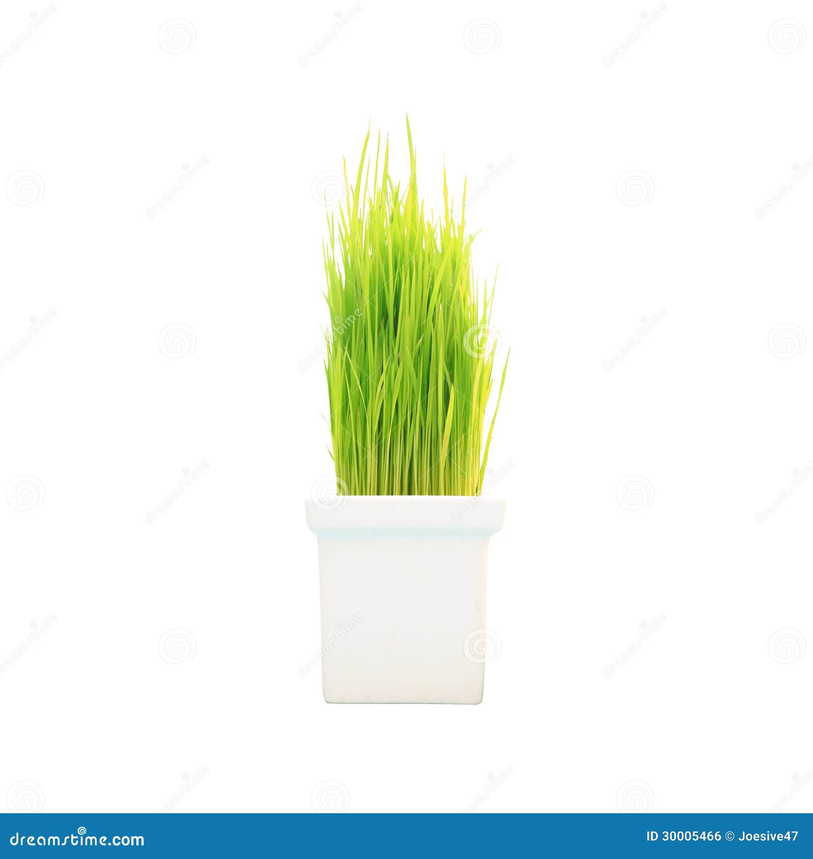 Young Green Rice Plant in Pot on White Background. Stock Photo - Image ...