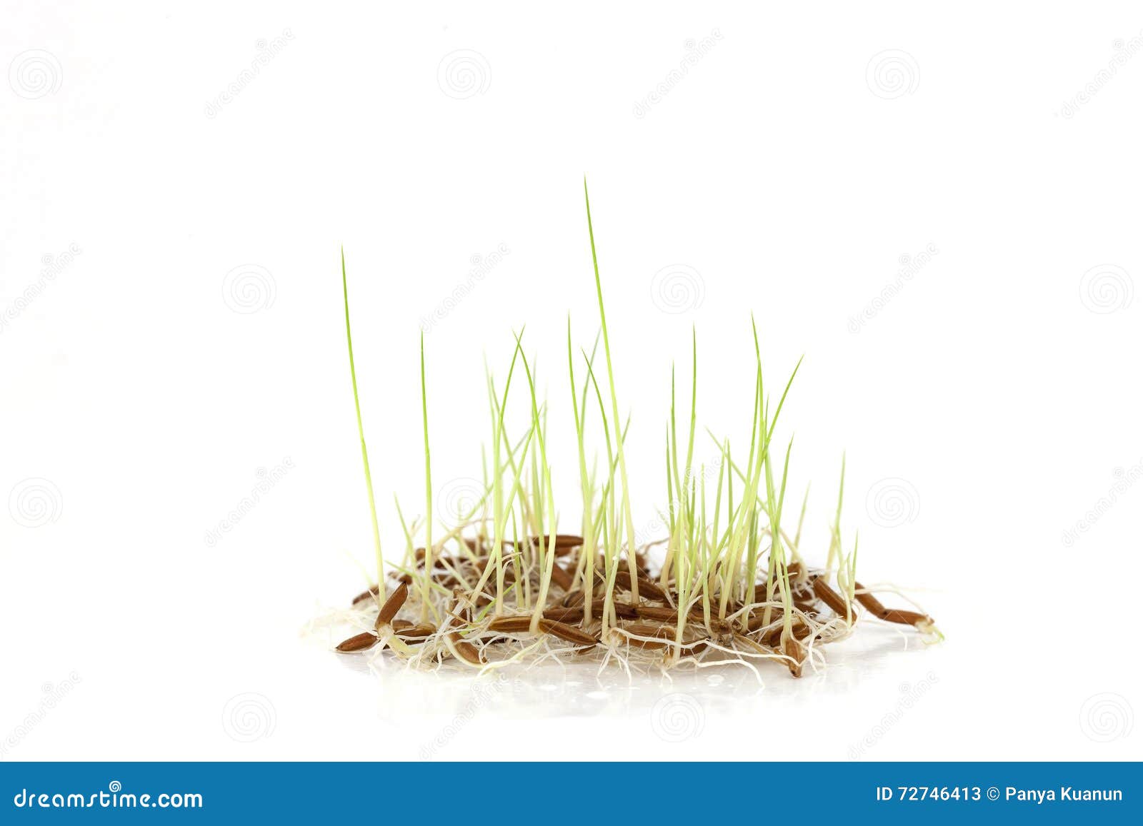 Young Green Rice Plant on White Background Stock Image - Image of white ...