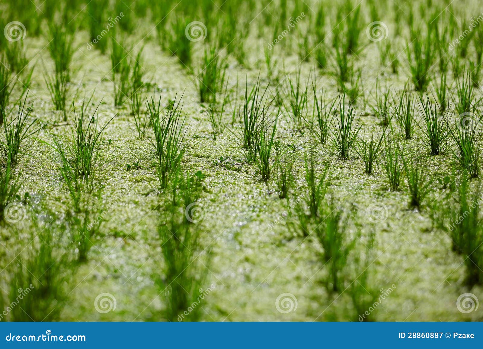 Young green rice sprouts stock image. Image of abstract - 28860887