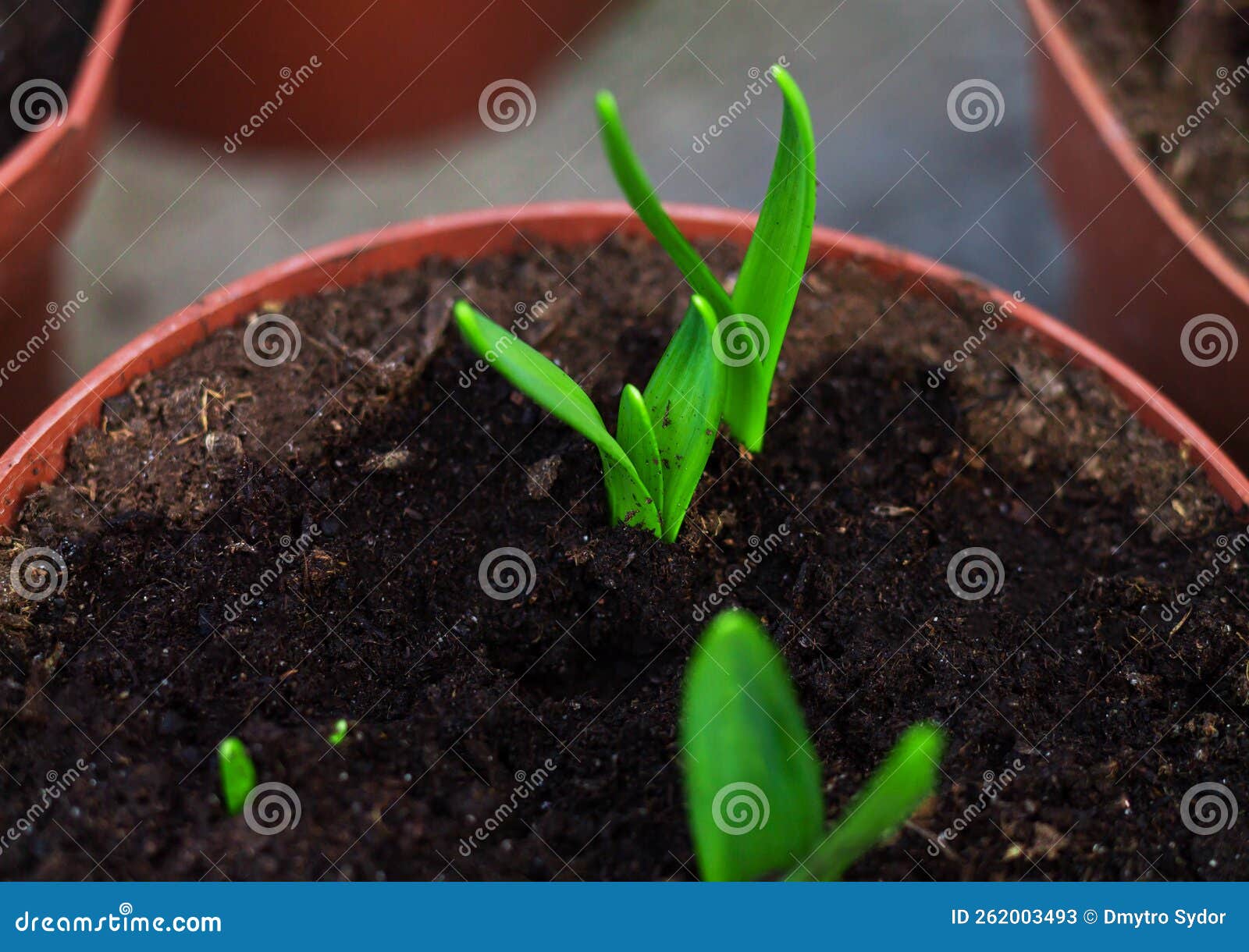 Young Green Seedling Sprout in Soil Pot Stock Image - Image of dirt ...