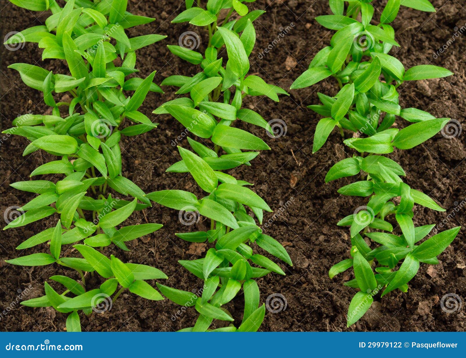 Pepper seedlings stock photo. Image of young, spring - 29979122