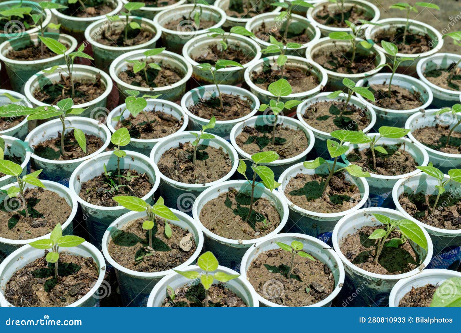 Young Green Seedlings of Tamarillo Tomato Tree Plants Closeup Stock ...