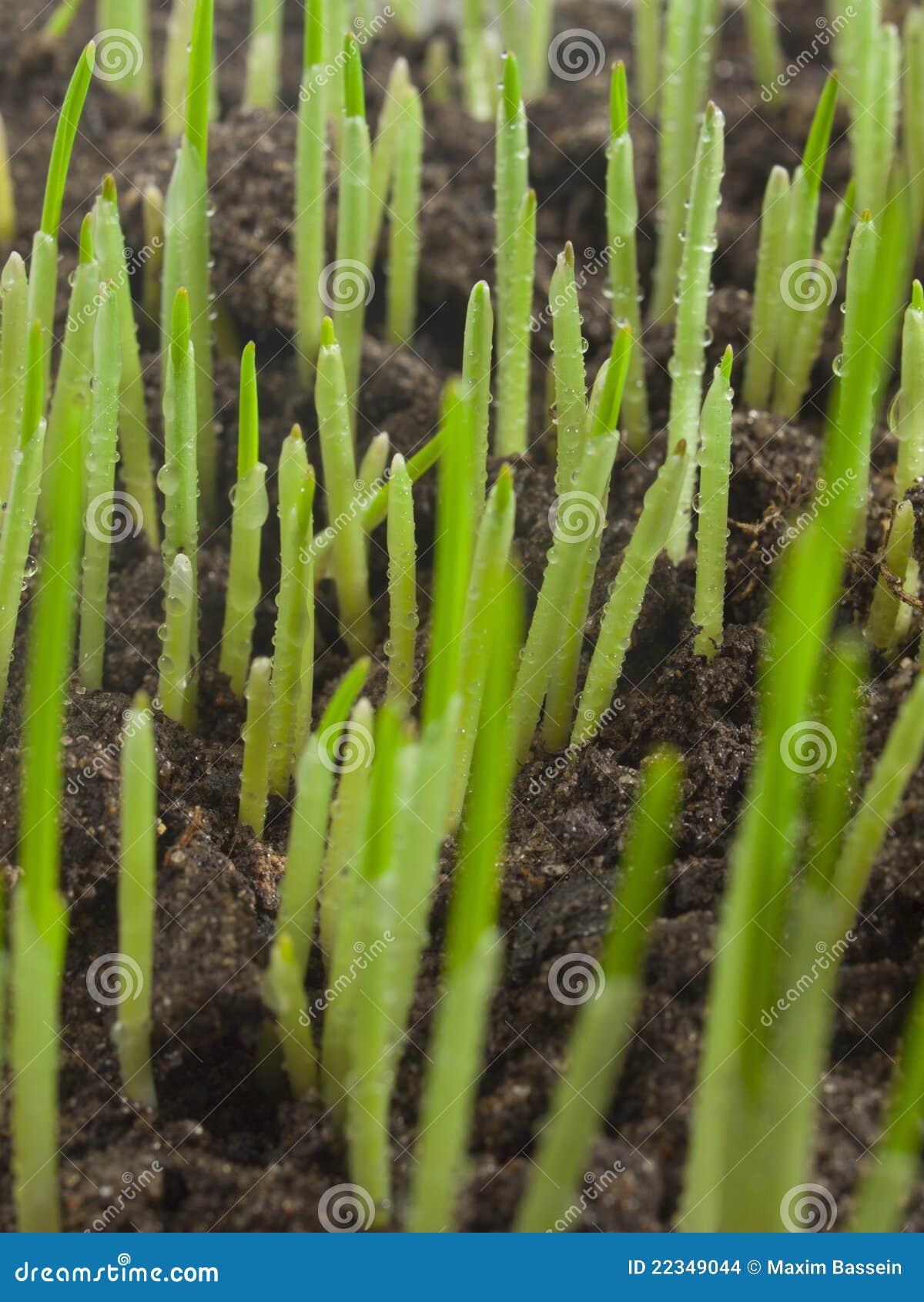 The young green shoots stock photo. Image of heaven, pasture - 22349044