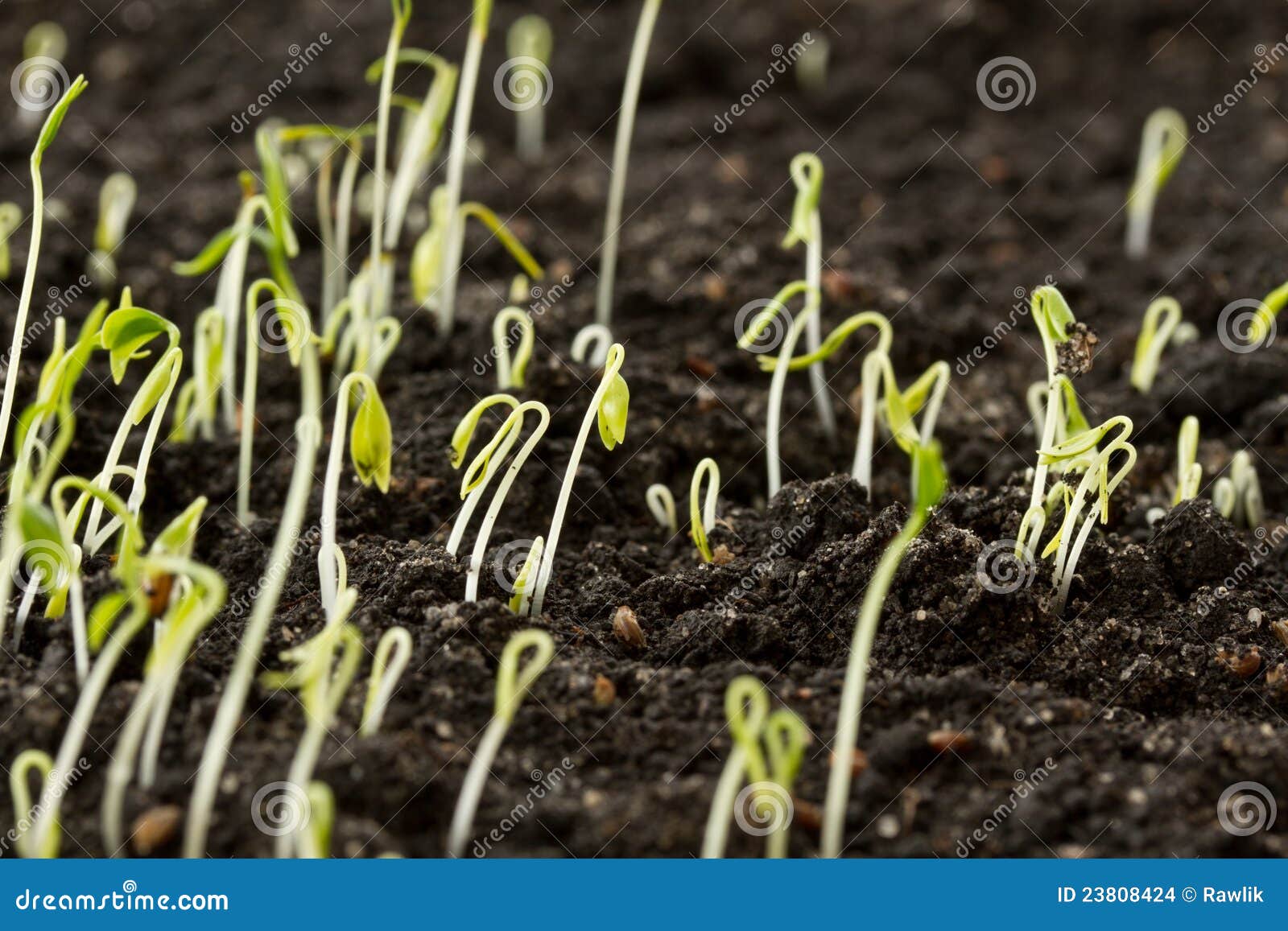 Young green shoots stock photo. Image of ecology, earth - 23808424