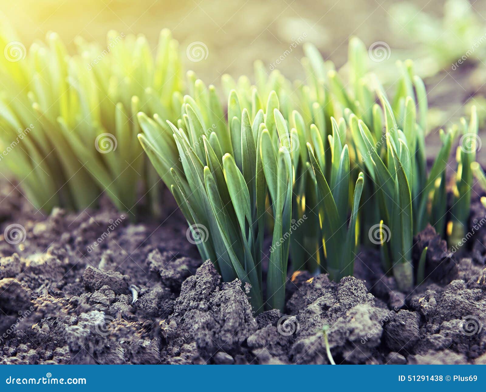 Young Green Shoots in the Backlit Sunlight Stock Photo - Image of lawn ...