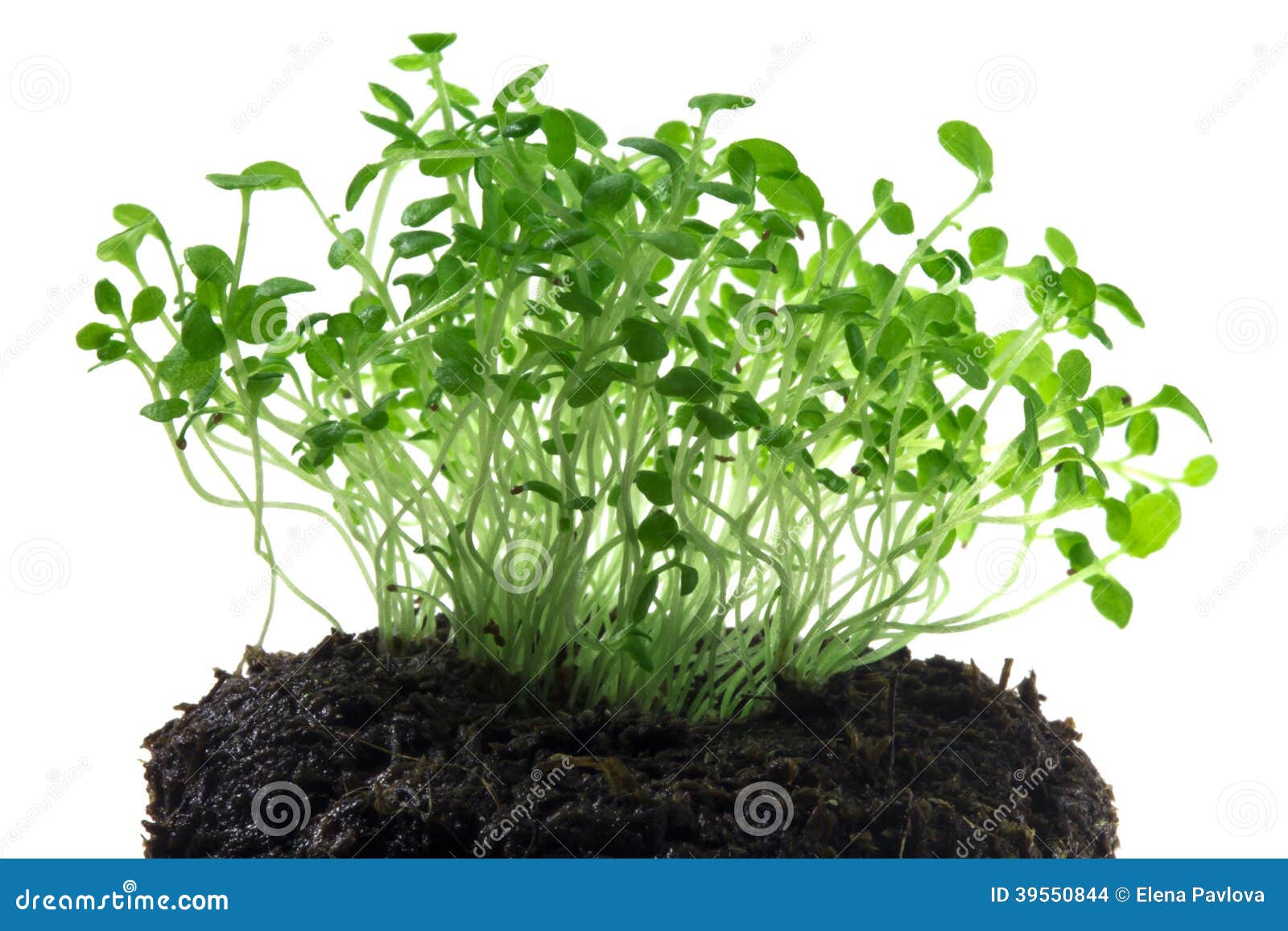 Young Green Shoots Lobeline Stock Photo - Image of blossom, nature ...