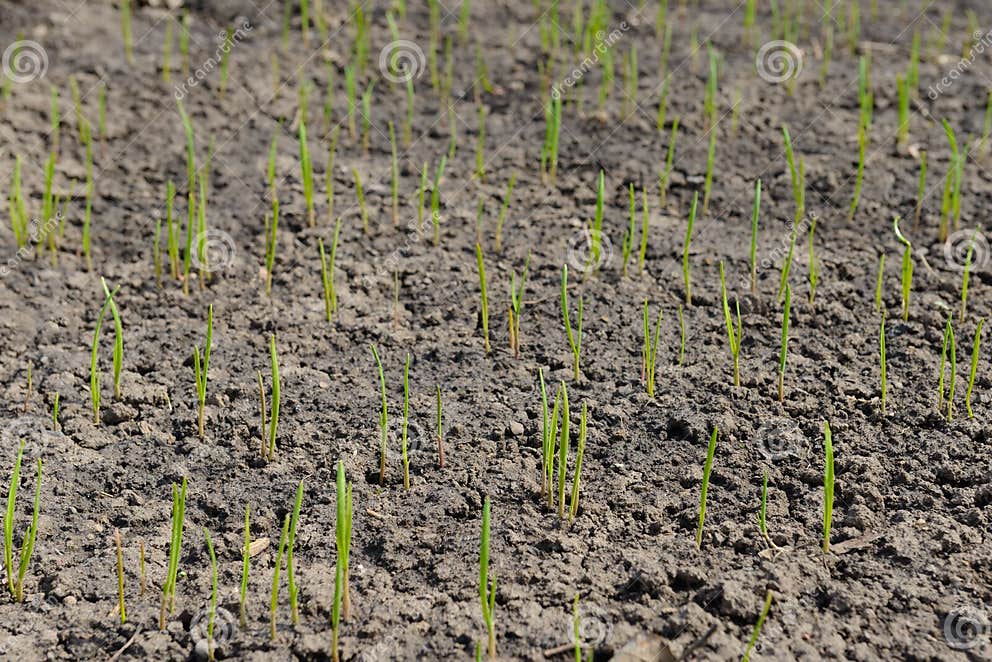 Young Green Shoots in Orderly Rows Stock Image - Image of countryside ...